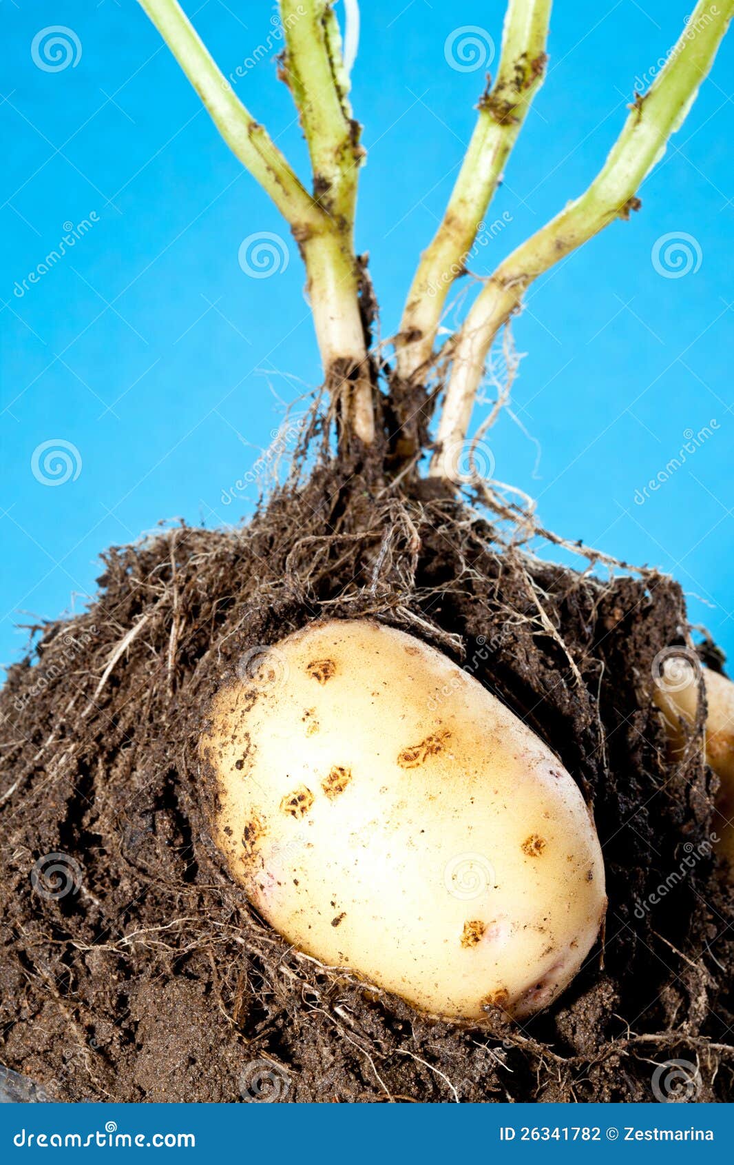 Young Potato Tubers in Soil Stock Photo - Image of potato, blue: 26341782