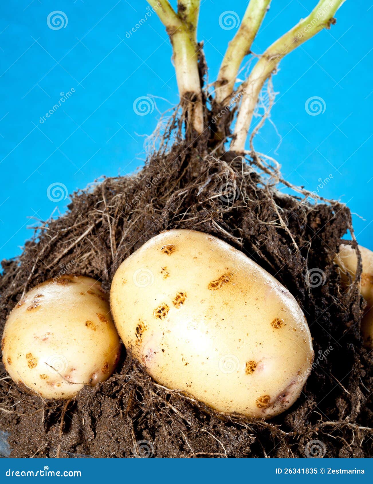 Young Potato Isolated On White Background Stock Photography ...