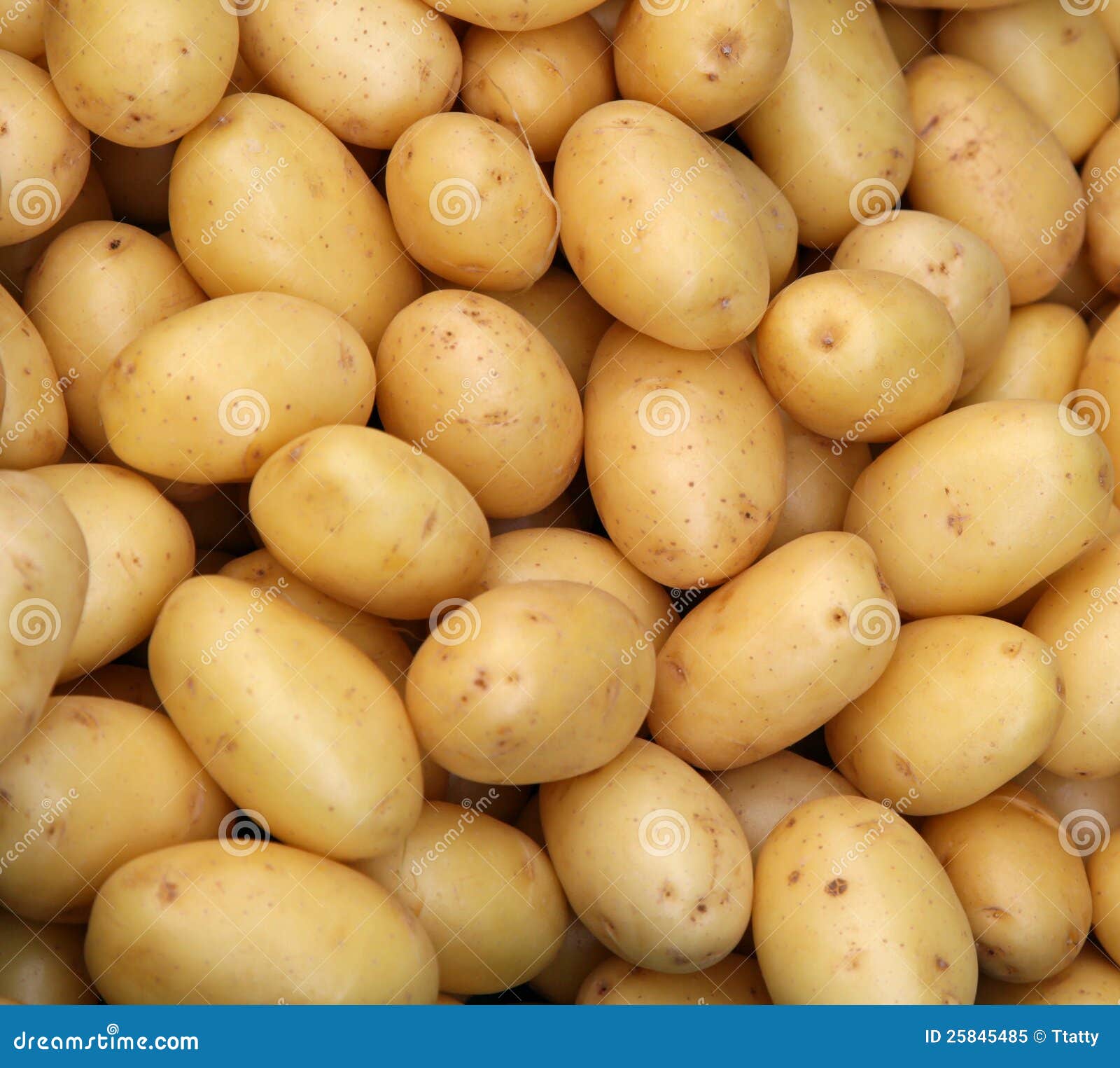 Young Potatoes Growing In The Field Are Connected To Drip Irrigation ...