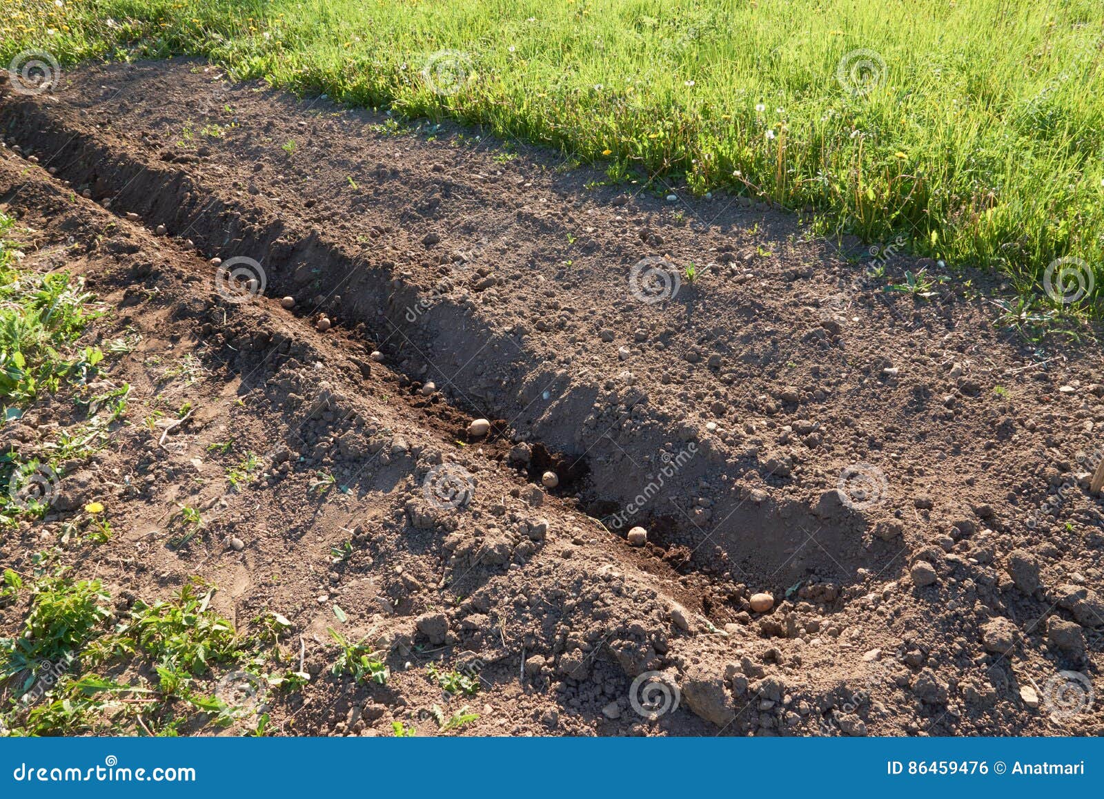 Young Potatoes in a Pit in Ground on a Garden Bed Stock Photo - Image ...