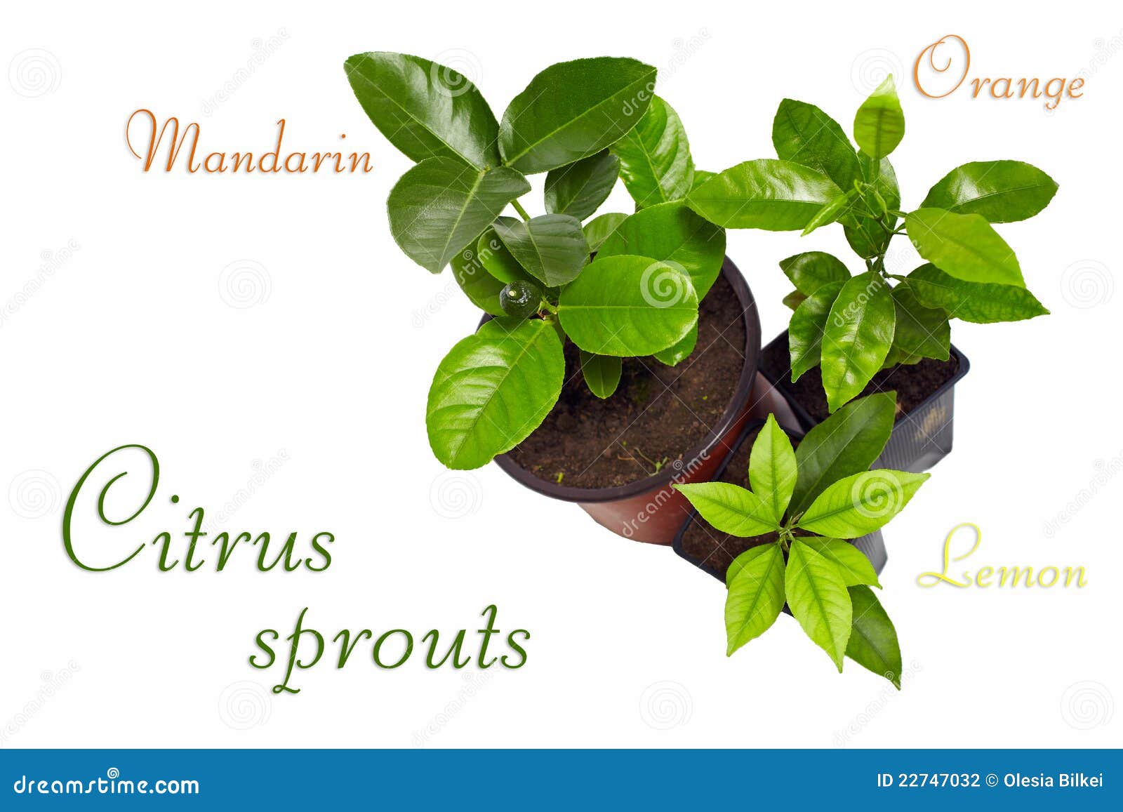Young Potted Citrus Sprouts Isolated on White Stock Photo - Image of ...