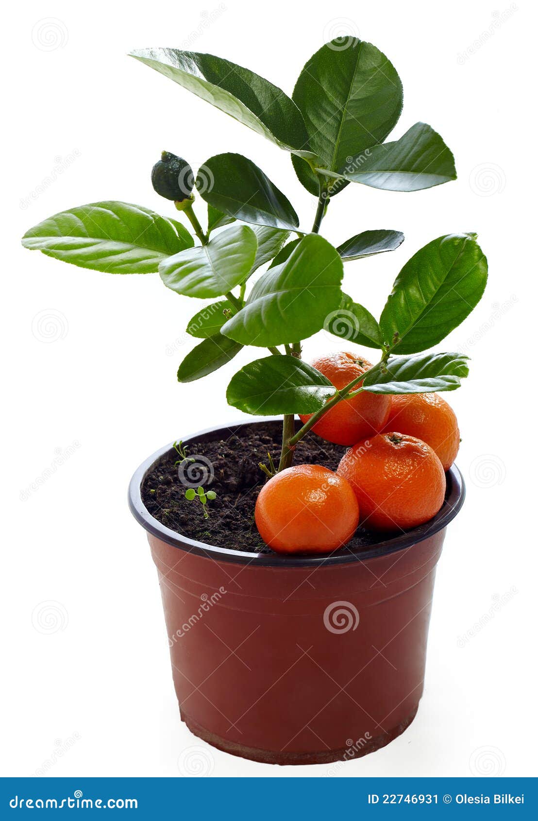 Young Potted Mandarin Plant Isolated on White Stock Image - Image of ...