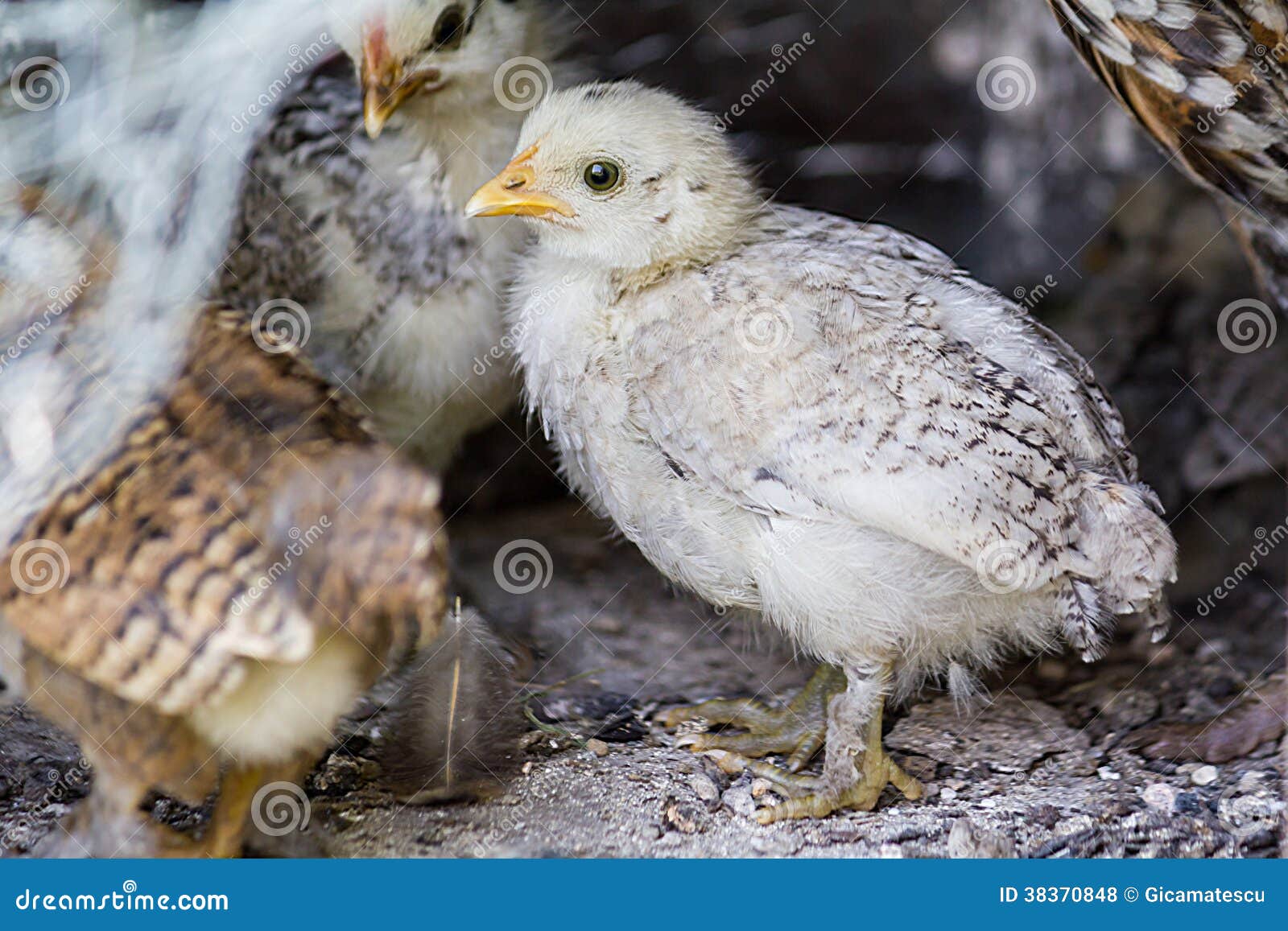 Young poult stock photo. Image of lovely, life, bird - 38370848