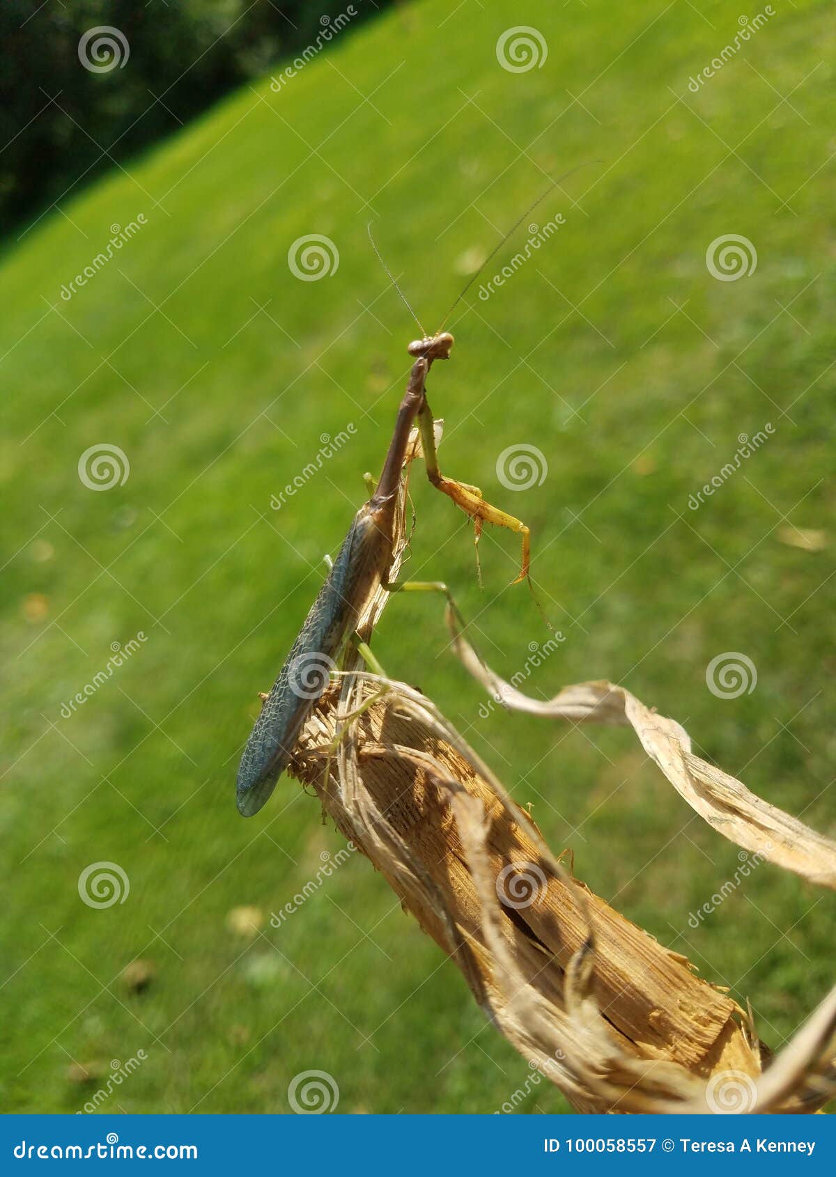 Young Praying Mantis on Corn Stock Image - Image of sitting, mantis ...