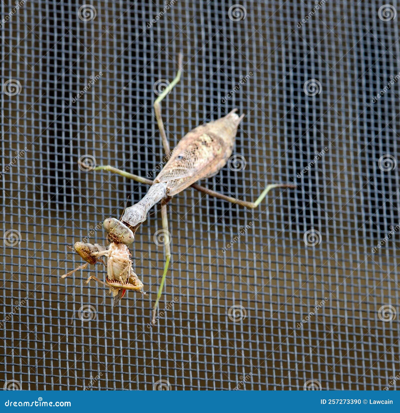 Young Praying Mantis Eating Live Stink Bug Stock Photo - Image of ...