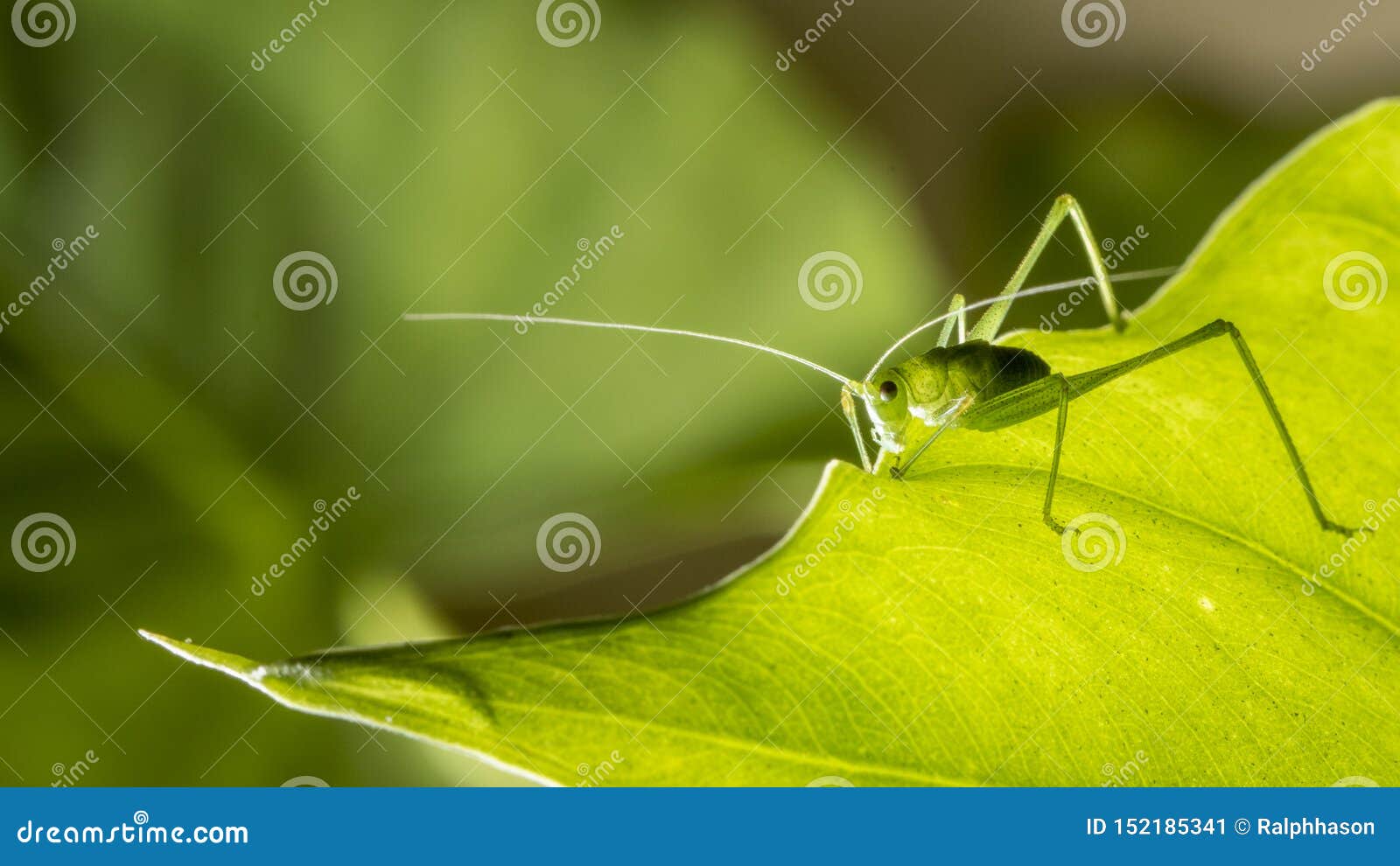 A Young Praying Mantis Nymph. Stock Image - Image of insects, green ...