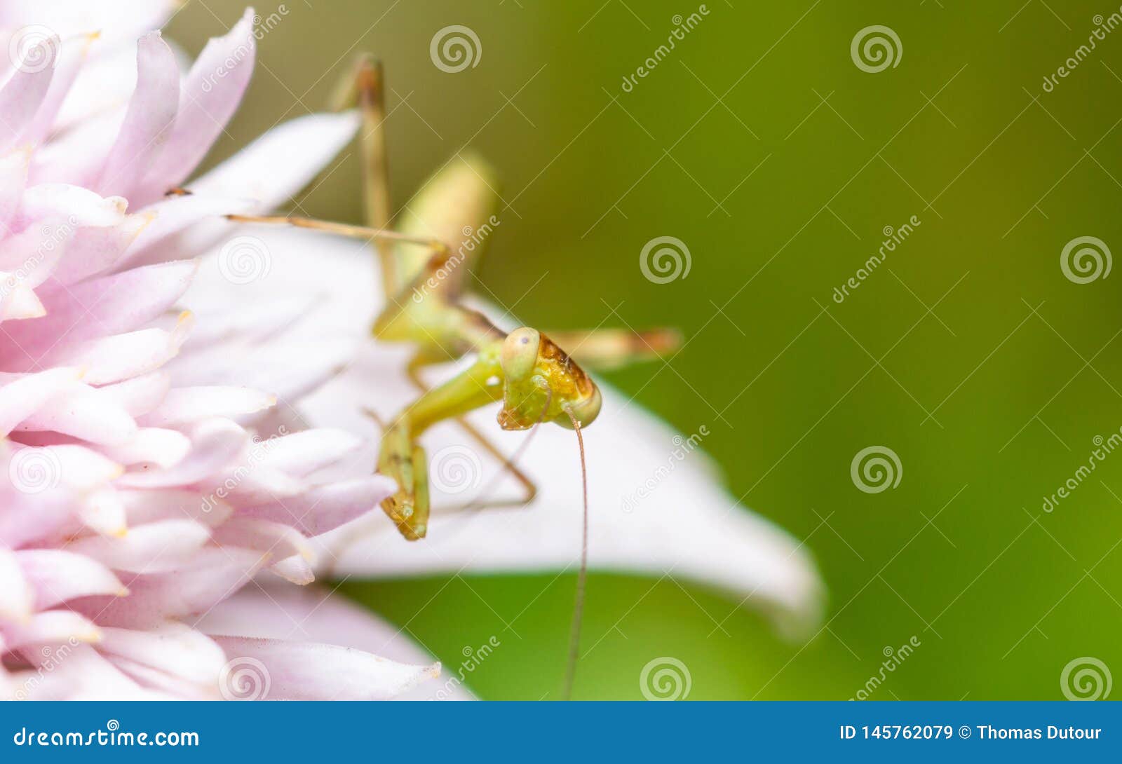 362 Praying Mantis Pink Flower Photos - Free & Royalty-Free Stock ...