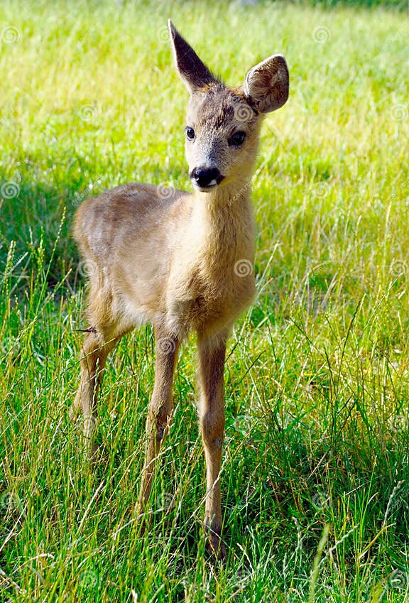 Young Pretty Deer in Reservation Stock Photo - Image of majestic ...