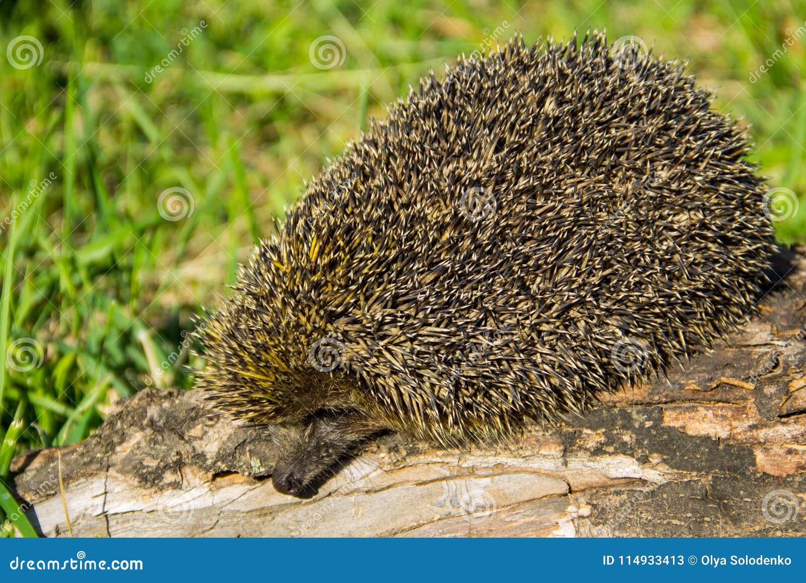 Young Prickly Hedgehog on the Log Stock Image - Image of fauna, british ...