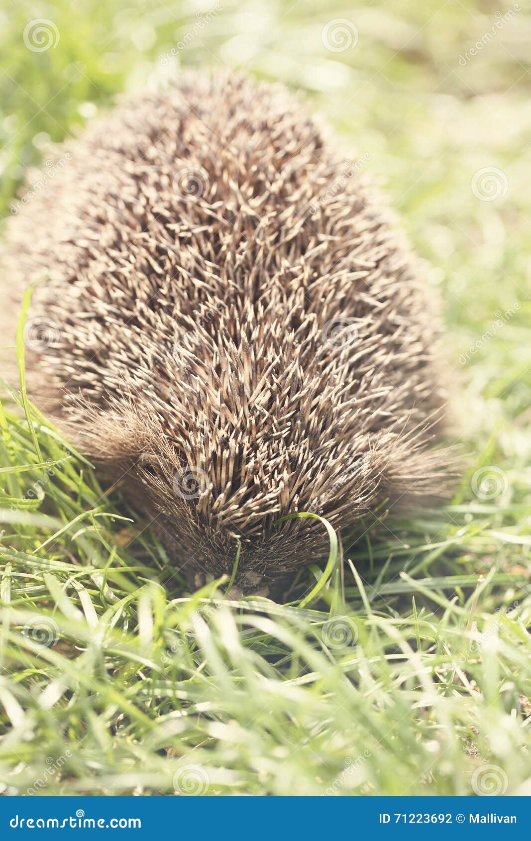 Young prickly hedgehog stock photo. Image of animal, erinaceus - 71223692