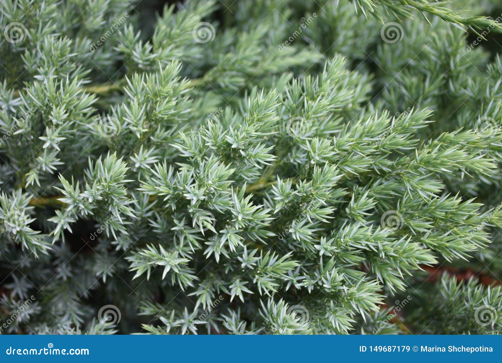 Prickly Green Branches of a Coniferous Bush Stock Image - Image of ...