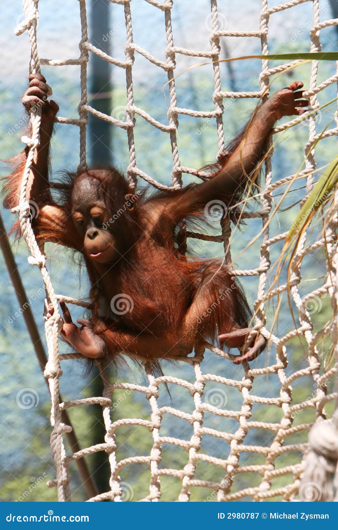 Young Primate stock image. Image of ropes, animal, primate - 2980787