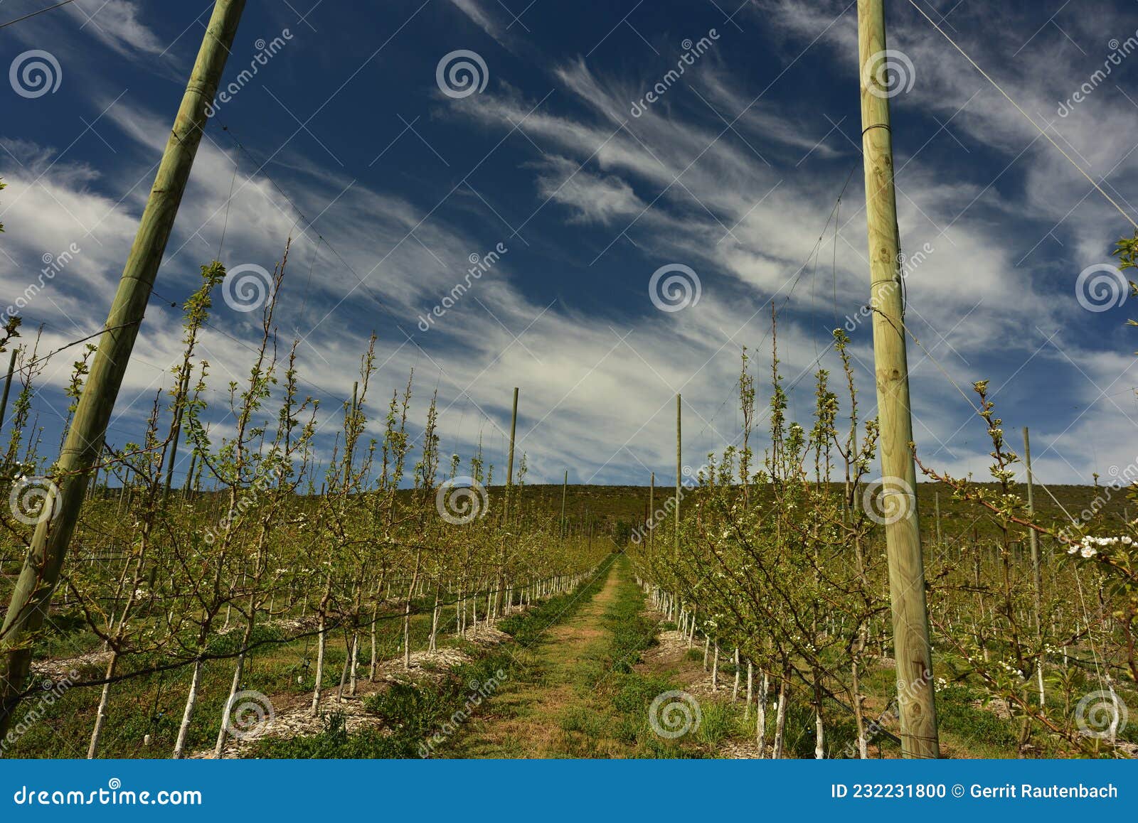 A Young Promising Orchard of Packham Pears Stock Photo - Image of ...