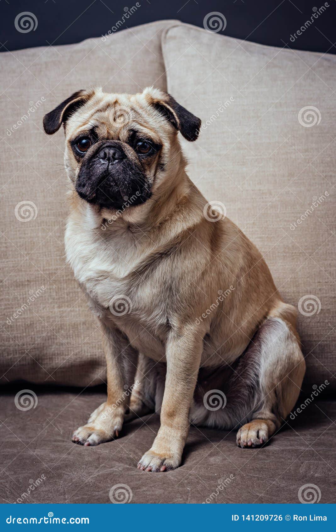 Young pug dog stock photo. Image of cheerful, mastiff - 141209726