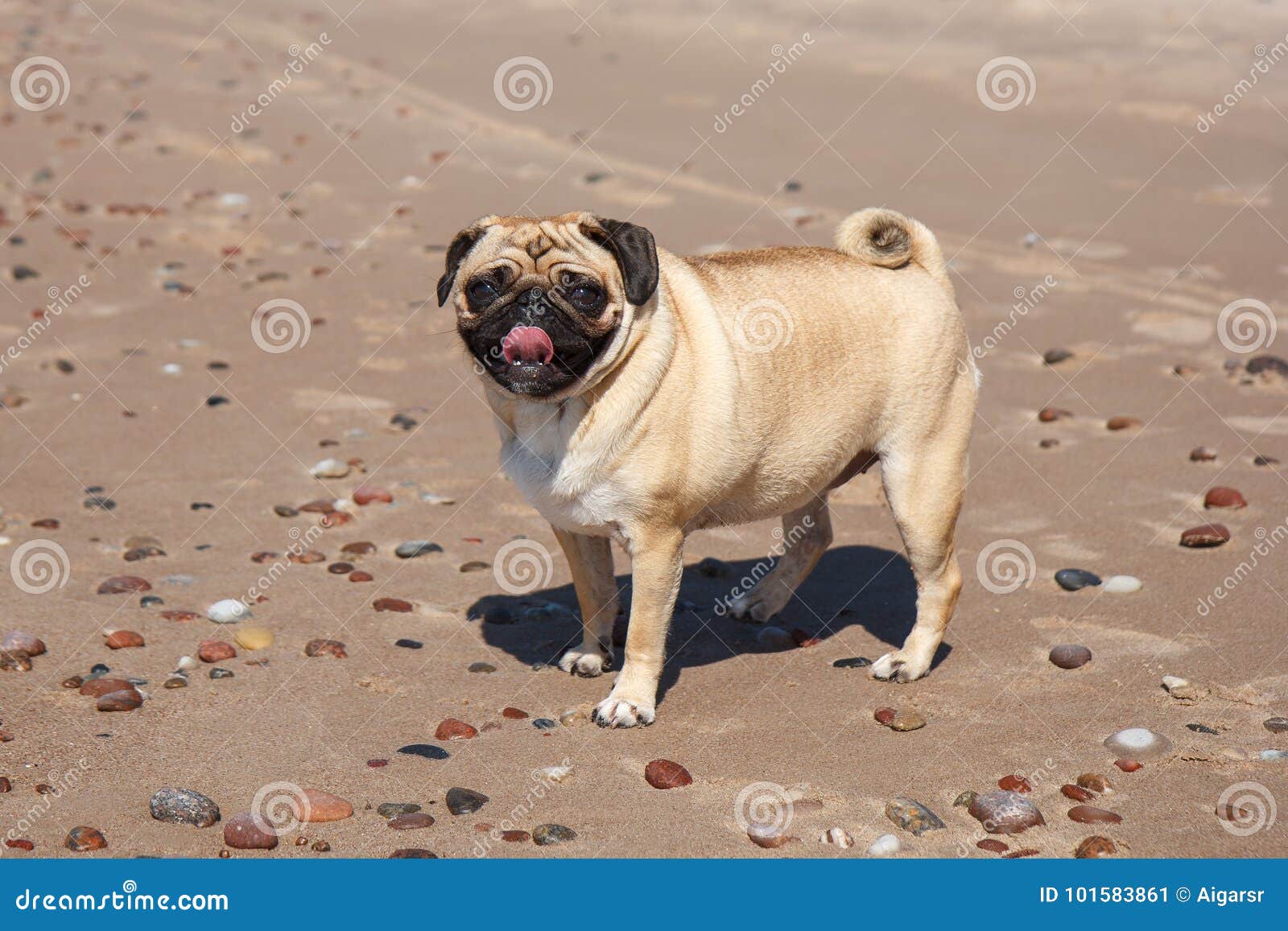 Pug Dog Standing on the Beach Stock Image - Image of canine, young ...