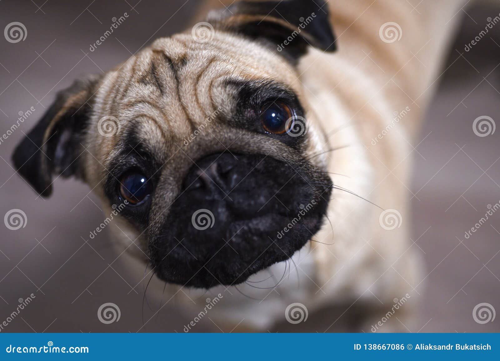 Young Pug Looks Up at the Host, Closeup Stock Photo - Image of people ...