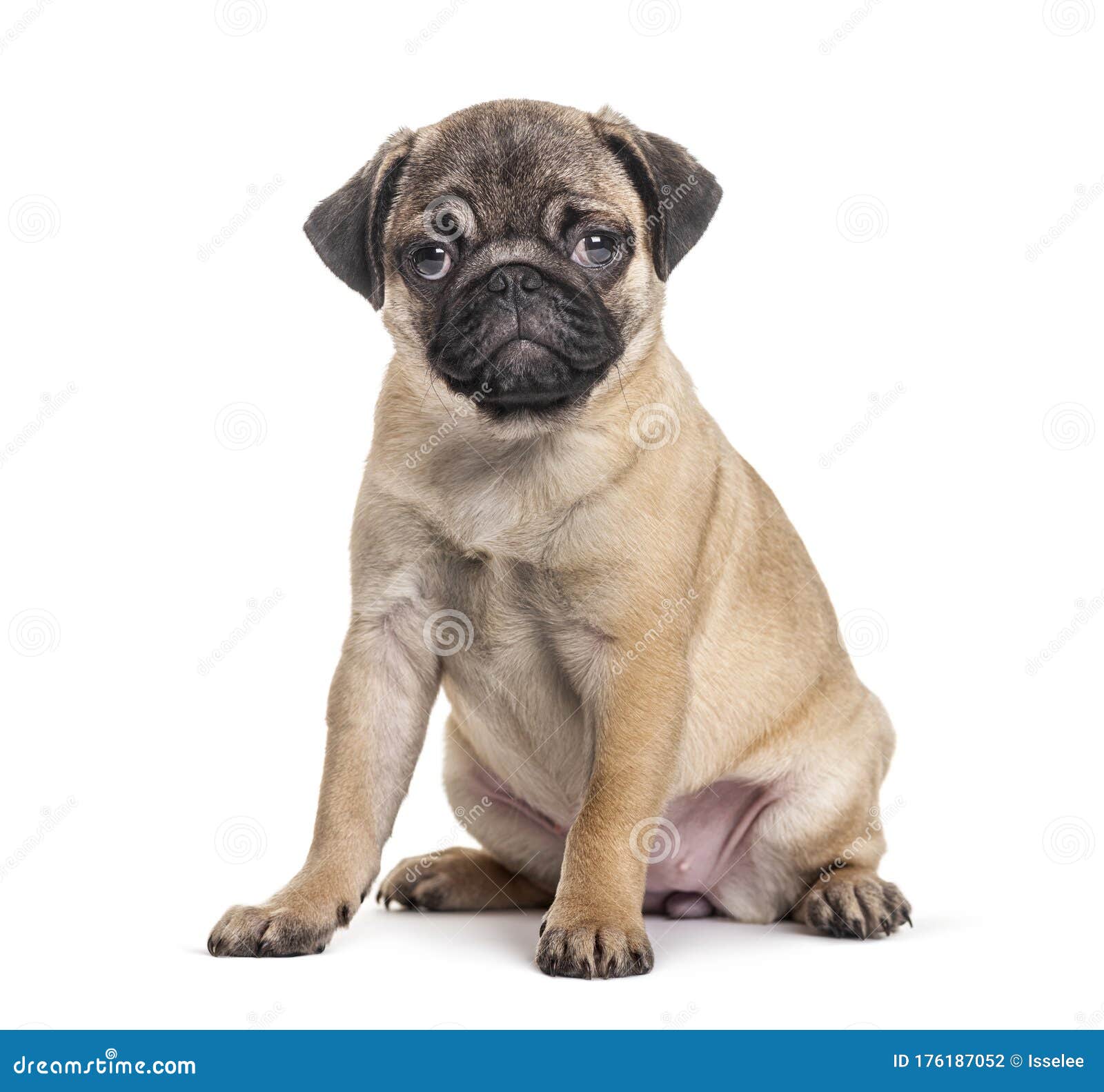 Young Pug, Puppy, Sitting, Isolated Stock Photo - Image of carnivore ...