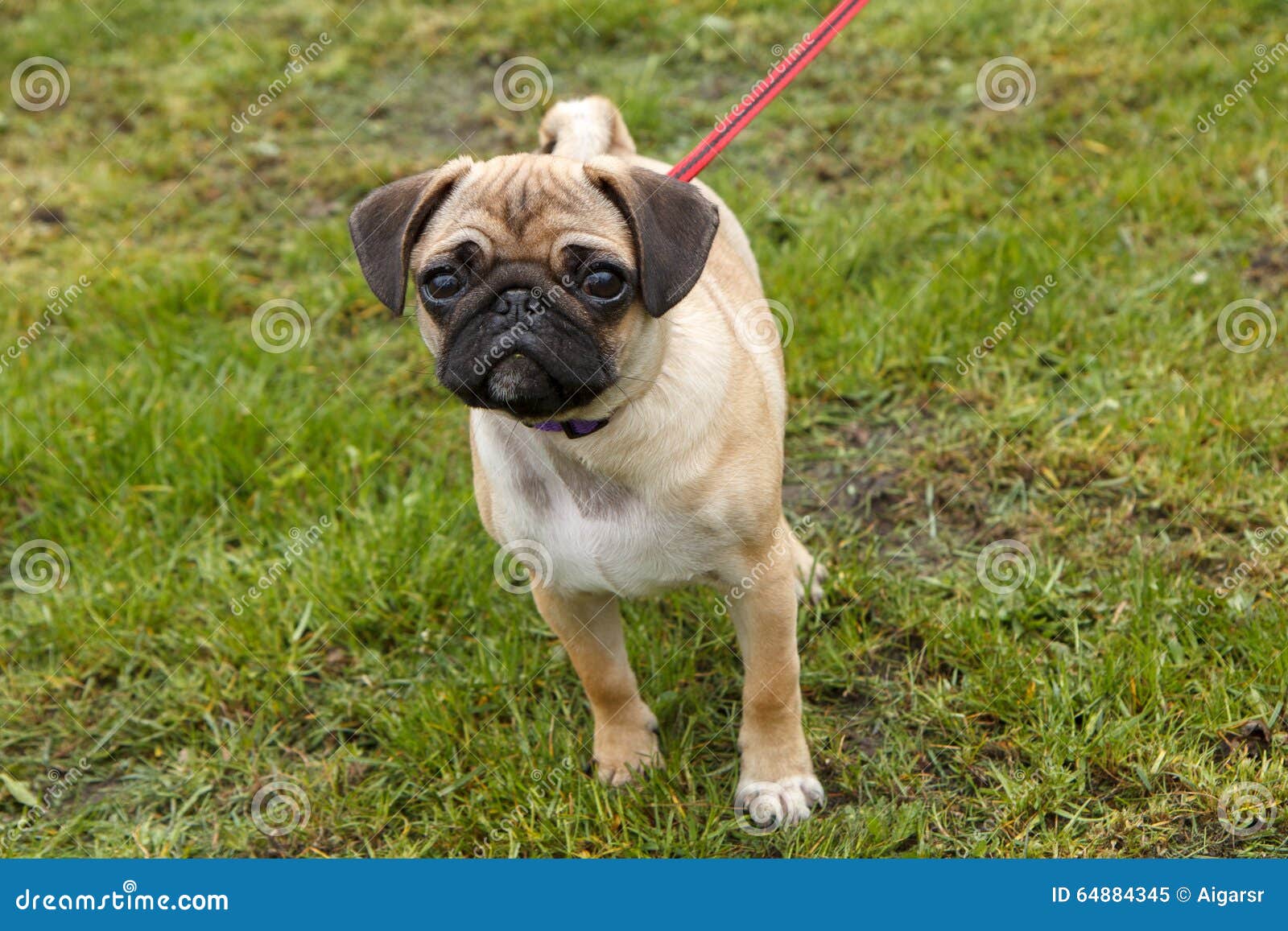 Young pug walking stock image. Image of brown, gaze, nature - 64884345
