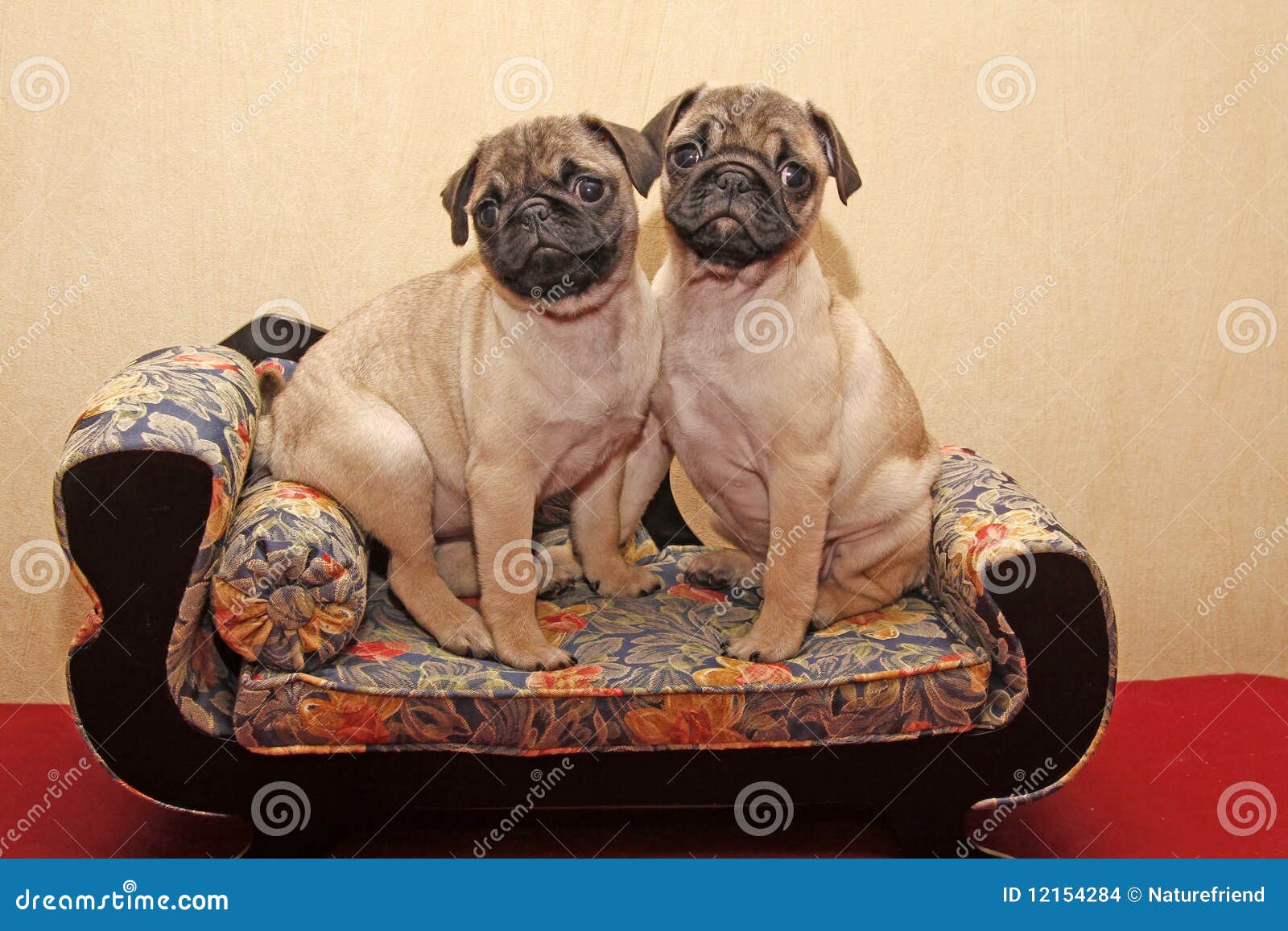 Young Pugs Sitting on a Sofa Stock Photo - Image of peaceful, sofa ...