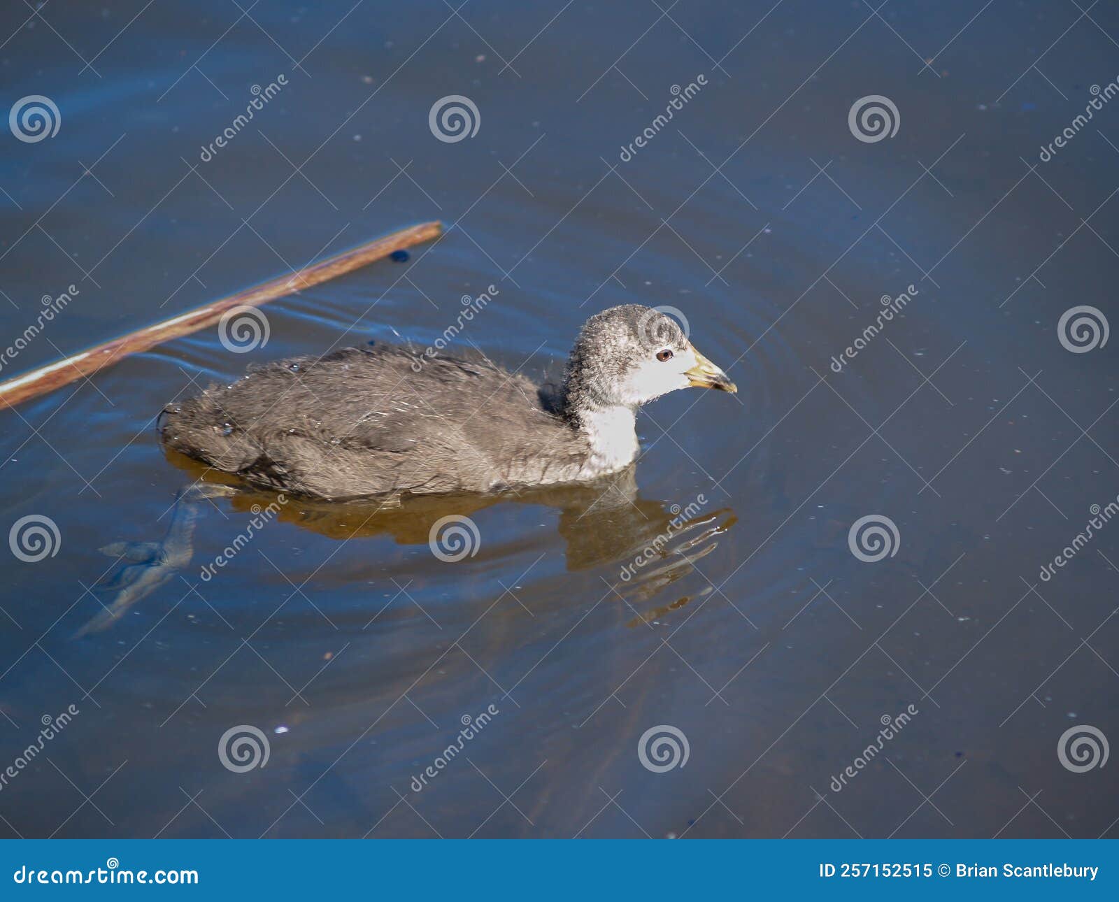 Young Pukeko Swimming in Swamp Pond Stock Image - Image of bird ...