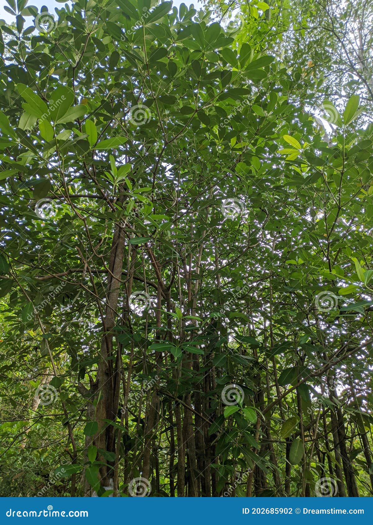 Young pulai treeï¿¼ stock photo. Image of forest, vegetation - 202685902