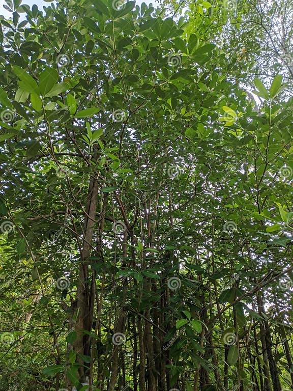 Young pulai treeï¿¼ stock photo. Image of forest, vegetation - 202685902