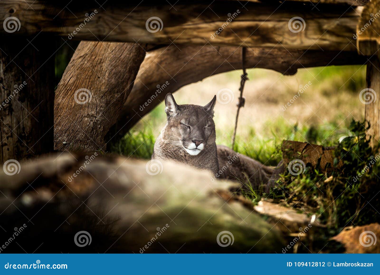 Young Puma Resting Under Tree, Close Up Stock Photo - Image of outdoor ...
