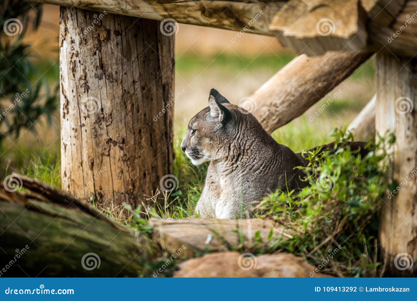 Young Puma Resting Under Tree, Close Up Stock Photo - Image of closeup ...