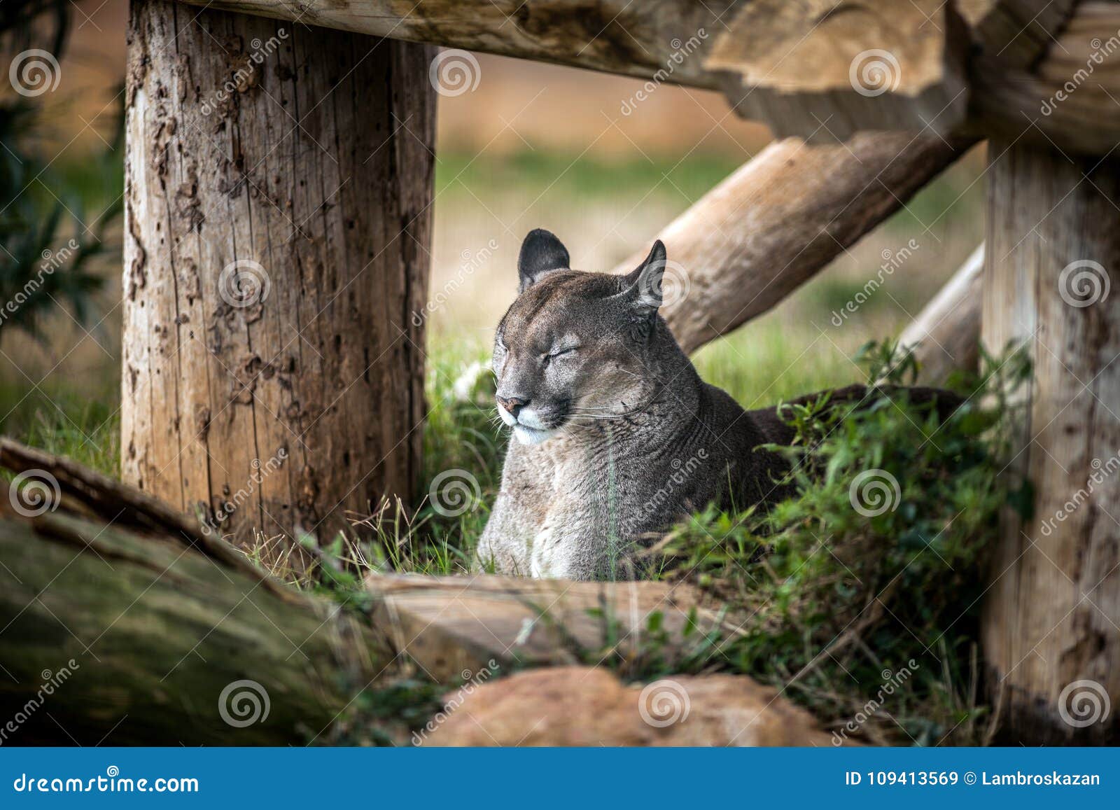 Young Puma Resting Under Tree, Close Up Stock Image - Image of predator ...