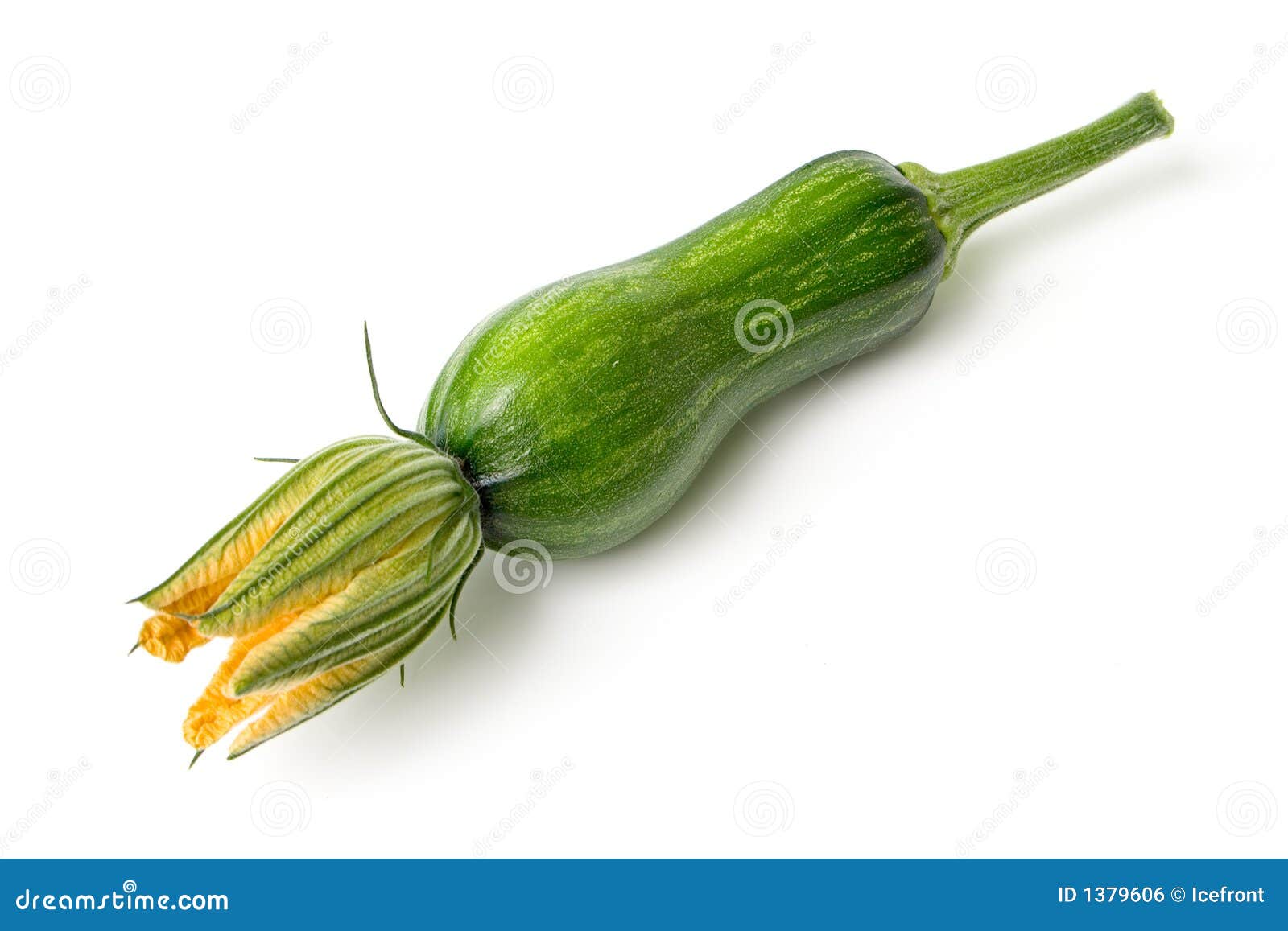 Young pumpkin stock photo. Image of white, vegetable, young - 1379606