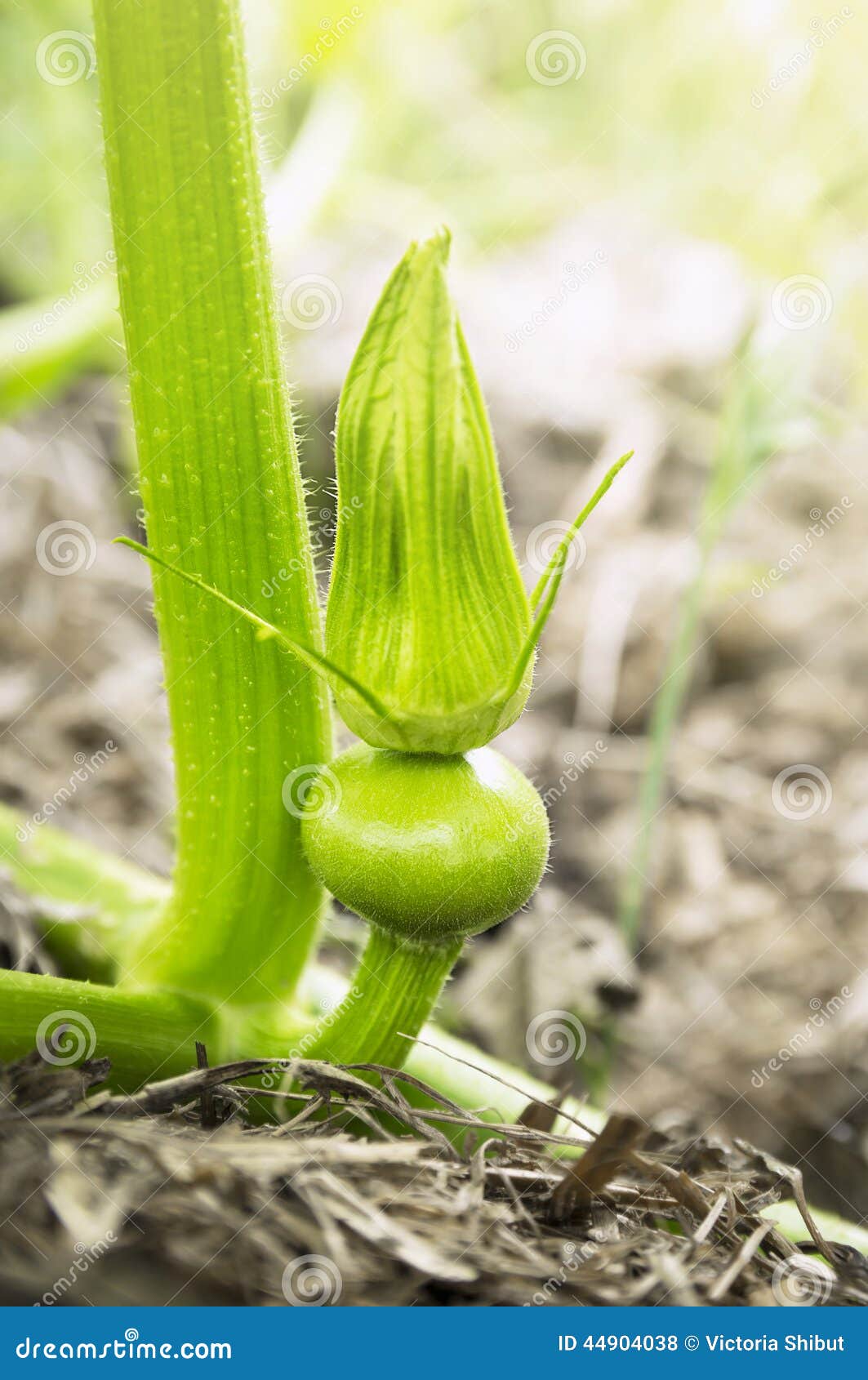 Young pumpkin on branch stock photo. Image of home, patch - 44904038