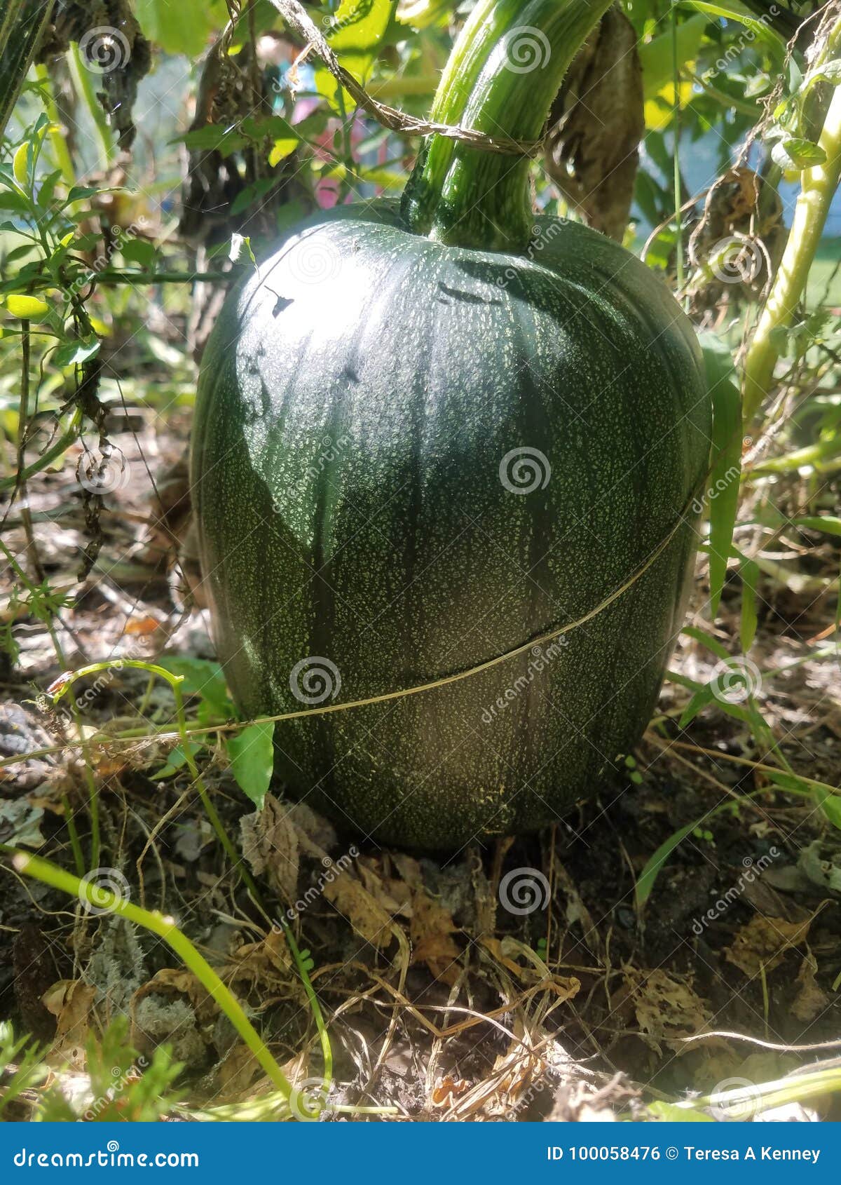 Young pumpkin stock photo. Image of gardening, sugar - 100058476