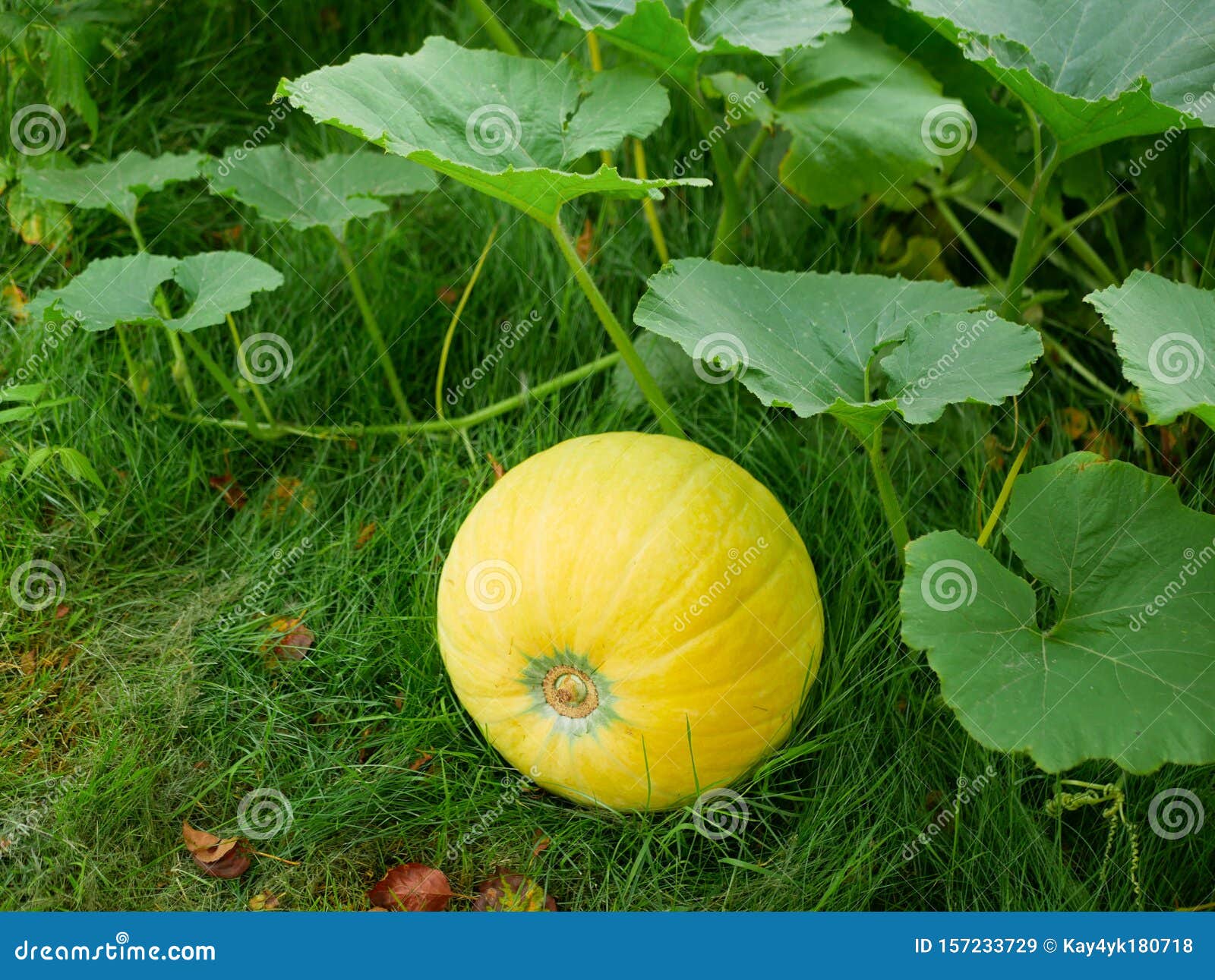 Young Pumpkin on the Grass. Immature Pumpkin Stock Image - Image of ...