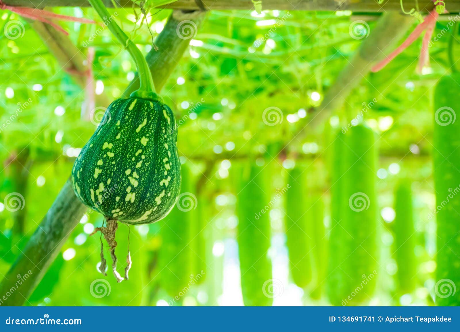 Young pumpkin growing stock image. Image of pumpkin - 134691741