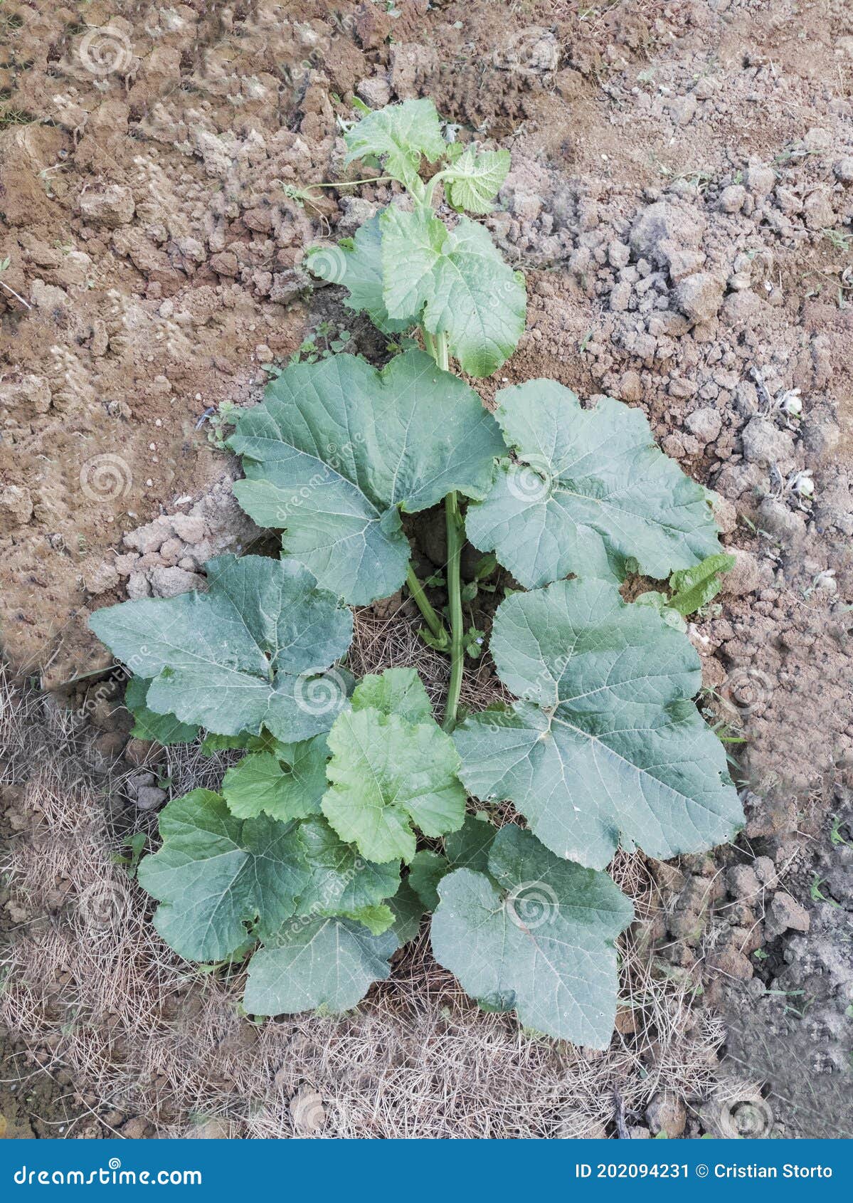 Young Pumpkin Plant in the Vegetable Garden during Spring Stock Image ...