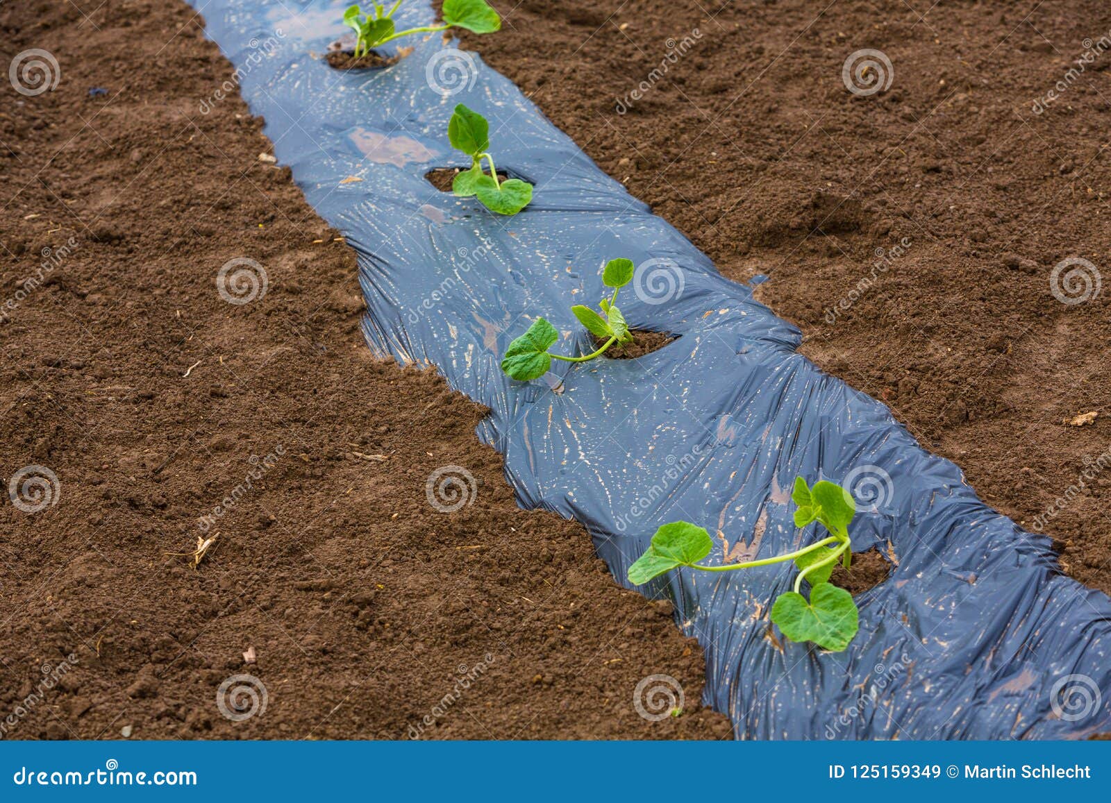 Young Pumpkin Plants on the Field Stock Image - Image of young, pumpkin ...