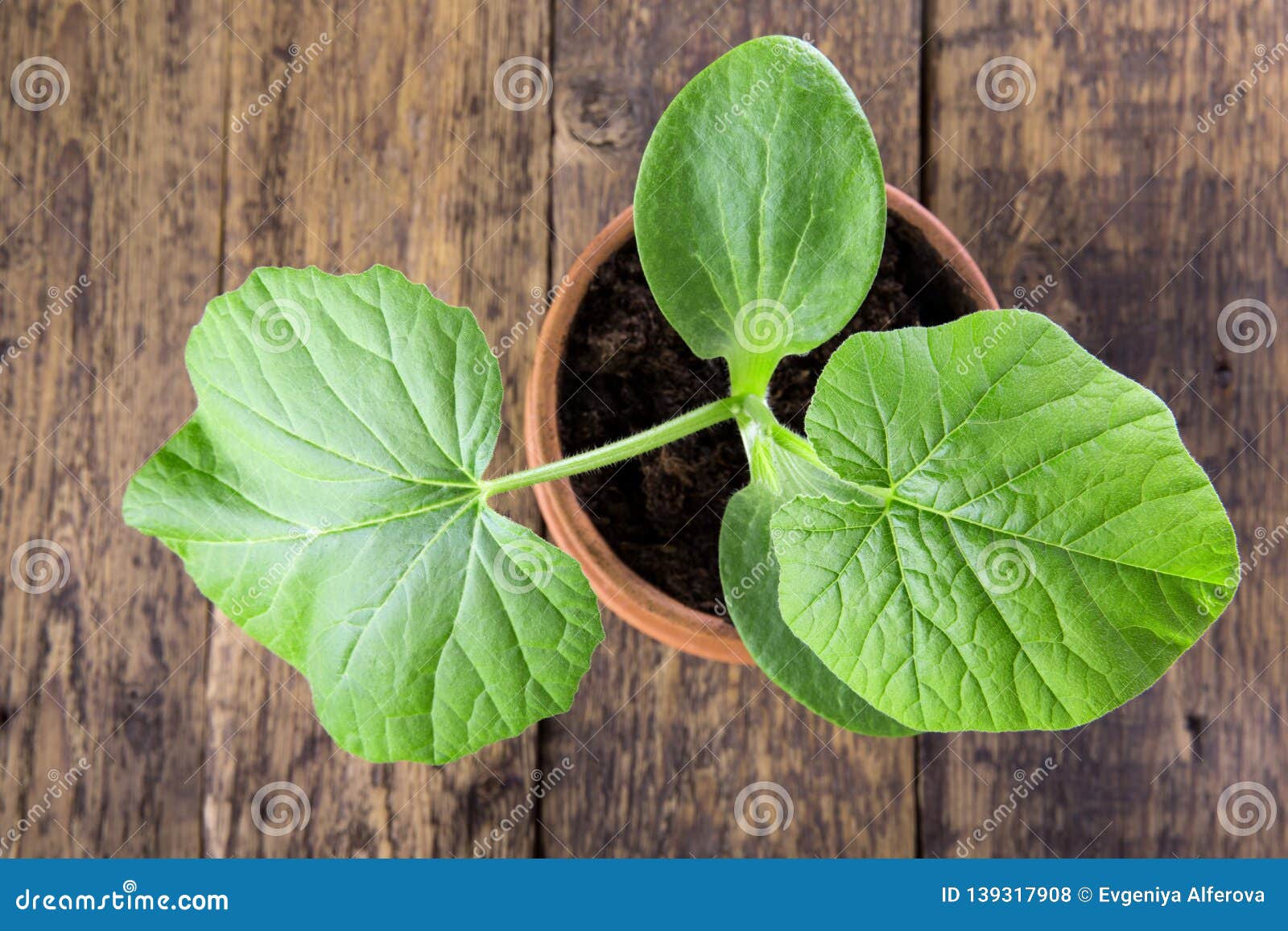 Young pumpkin seedling stock photo. Image of organic - 139317908