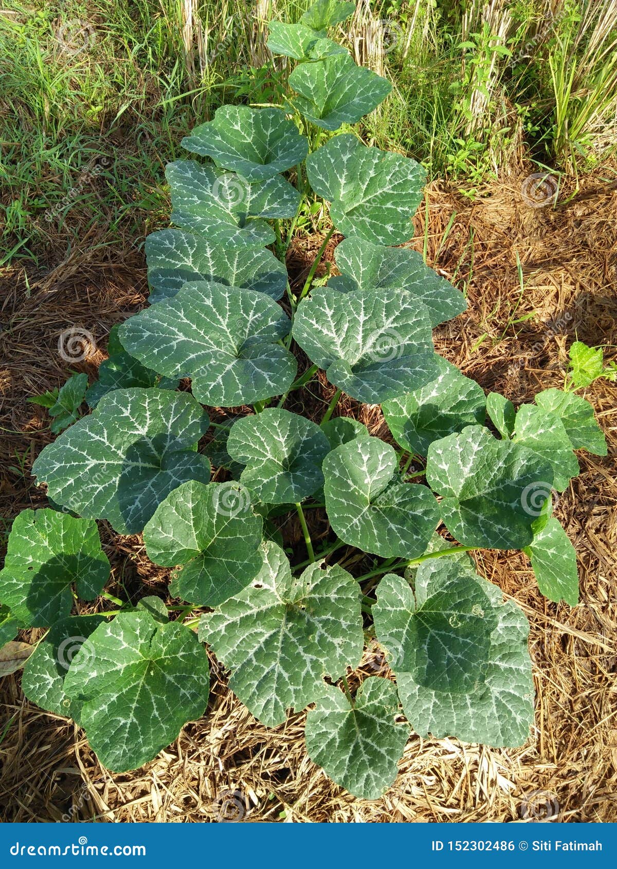 A Young Pumpkin Tree in Farm Stock Photo - Image of farm, tree: 152302486