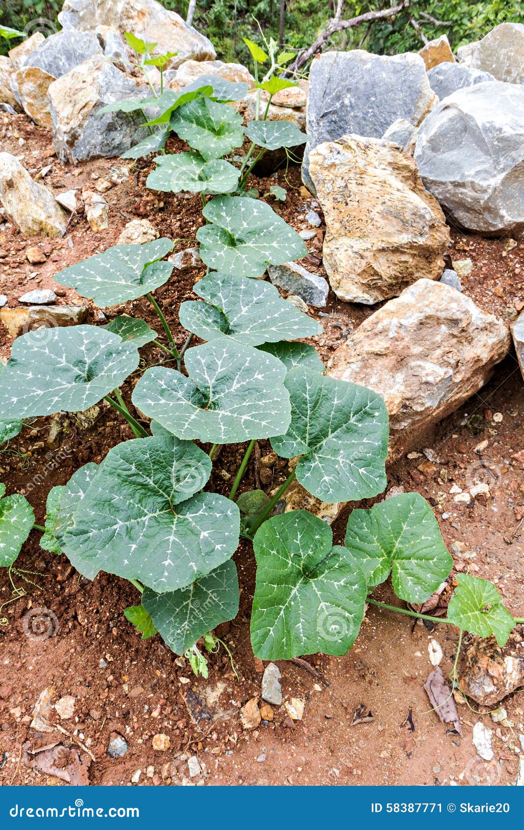 Young pumpkin trees stock image. Image of cultivate, cucurbita - 58387771