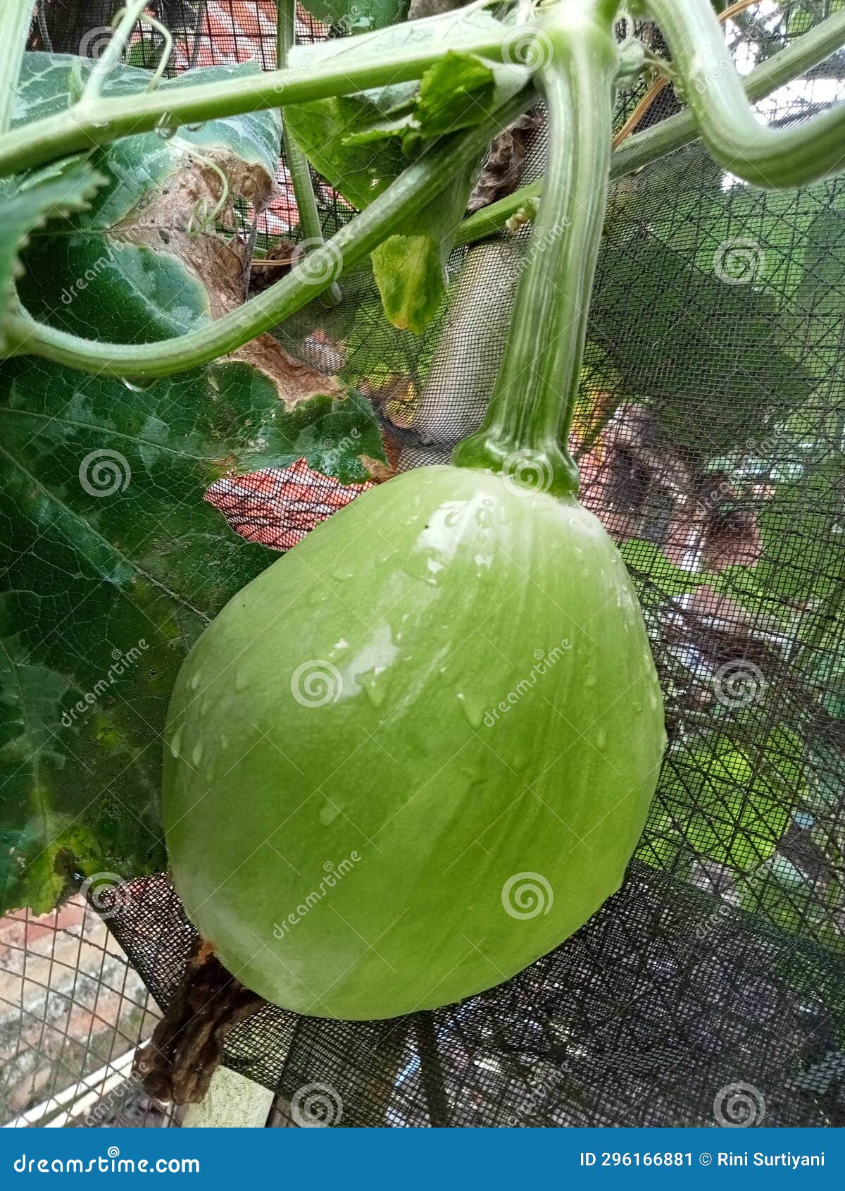 Young Pumpkin Vegetable Plants Stock Image - Image of pumpkin, young ...