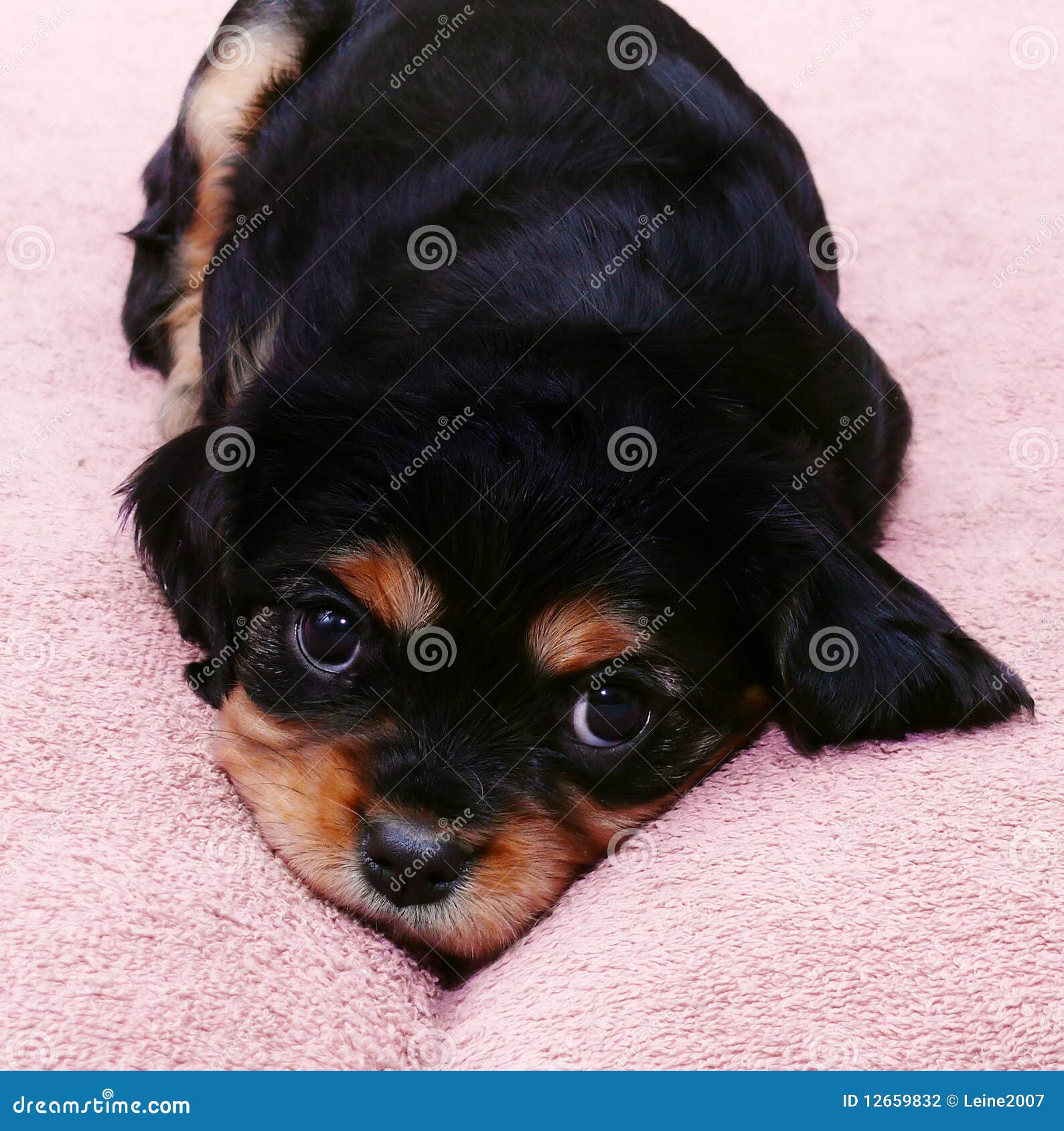 Young puppy stock photo. Image of ruby, newborn, spaniel - 12659832