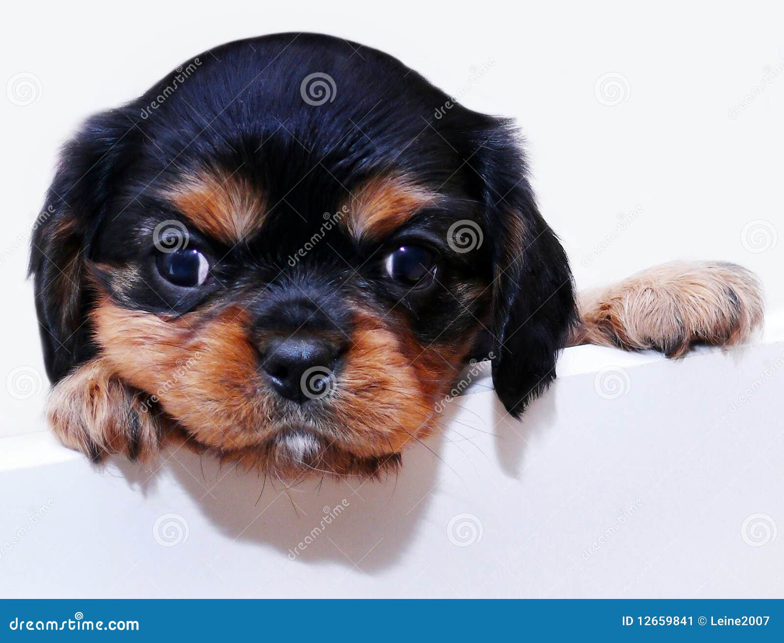 Young puppy stock image. Image of small, ruby, babies - 12659841