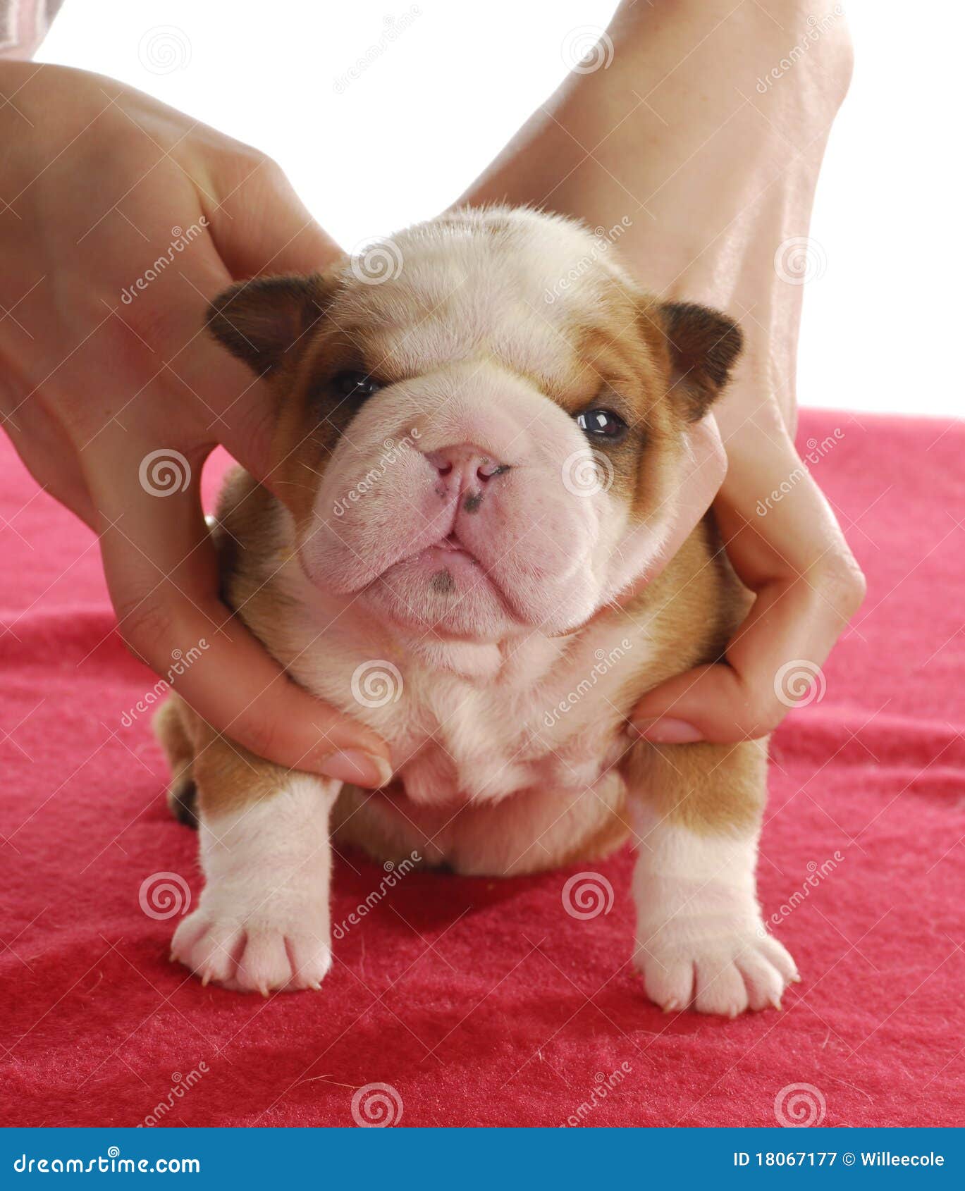 Young puppy stock image. Image of life, feeding, helpless - 18067177