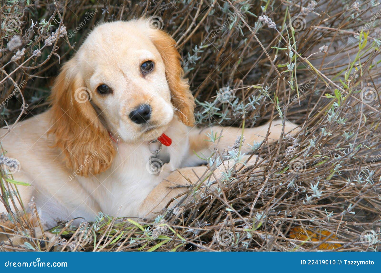 Young puppy stock photo. Image of cute, pretty, lavender - 22419010