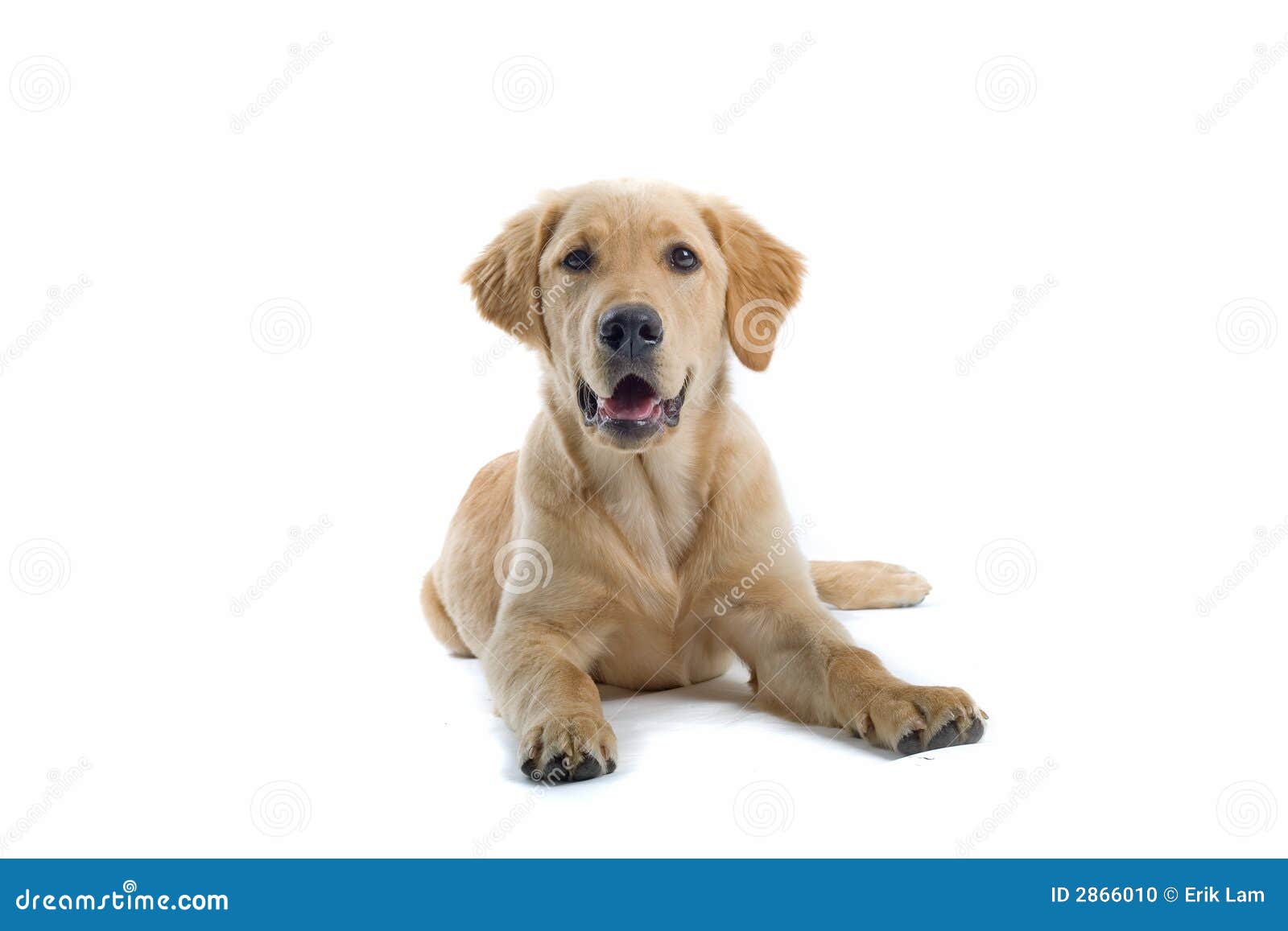 Young puppy stock photo. Image of hair, lying, isolated - 2866010