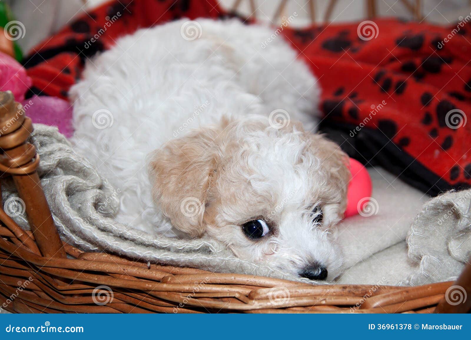 Young puppy Bison stock photo. Image of baby, nature - 36961378
