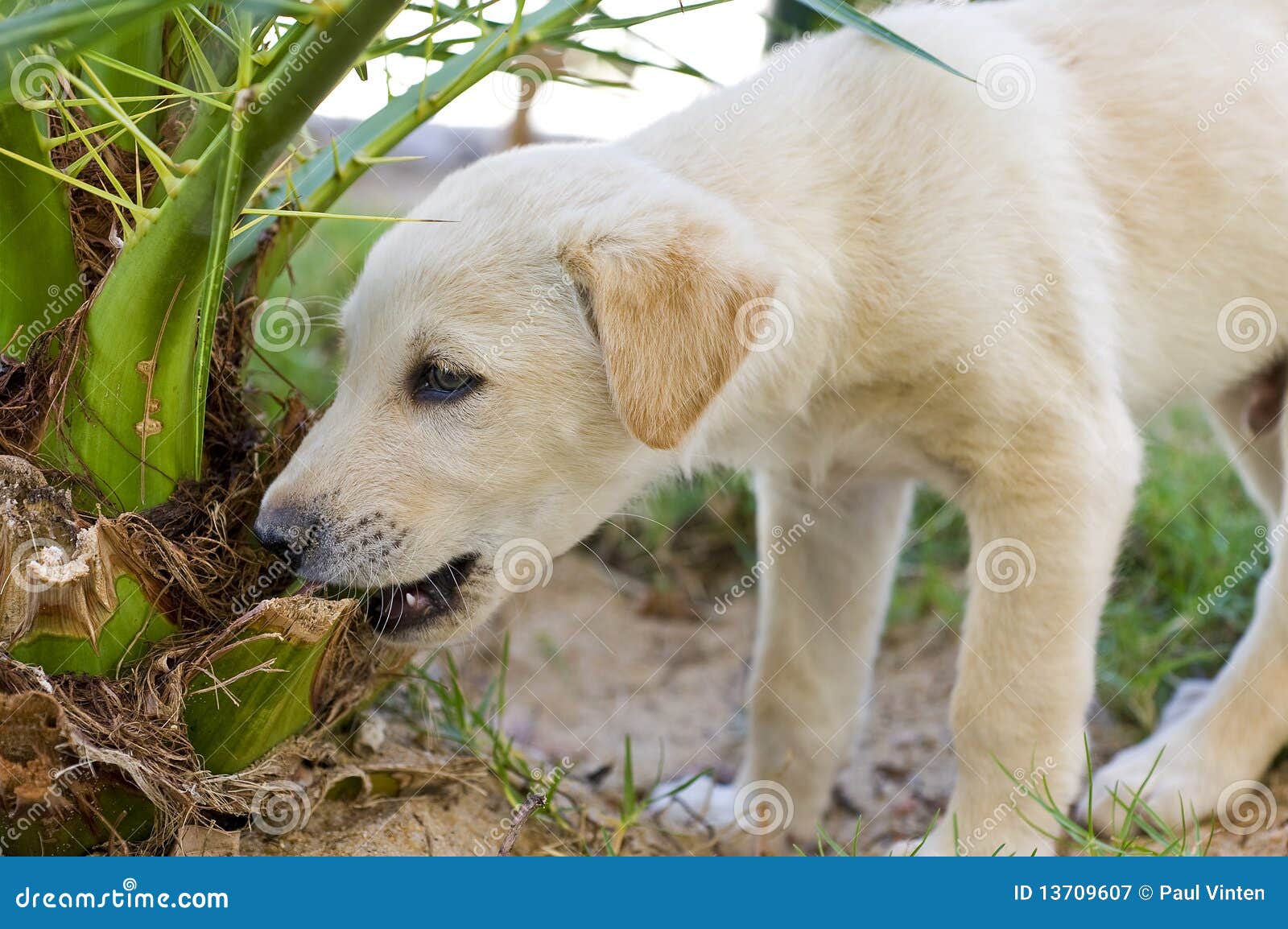 Puppy Chewing Plant Stock Photos - Free & Royalty-Free Stock Photos ...