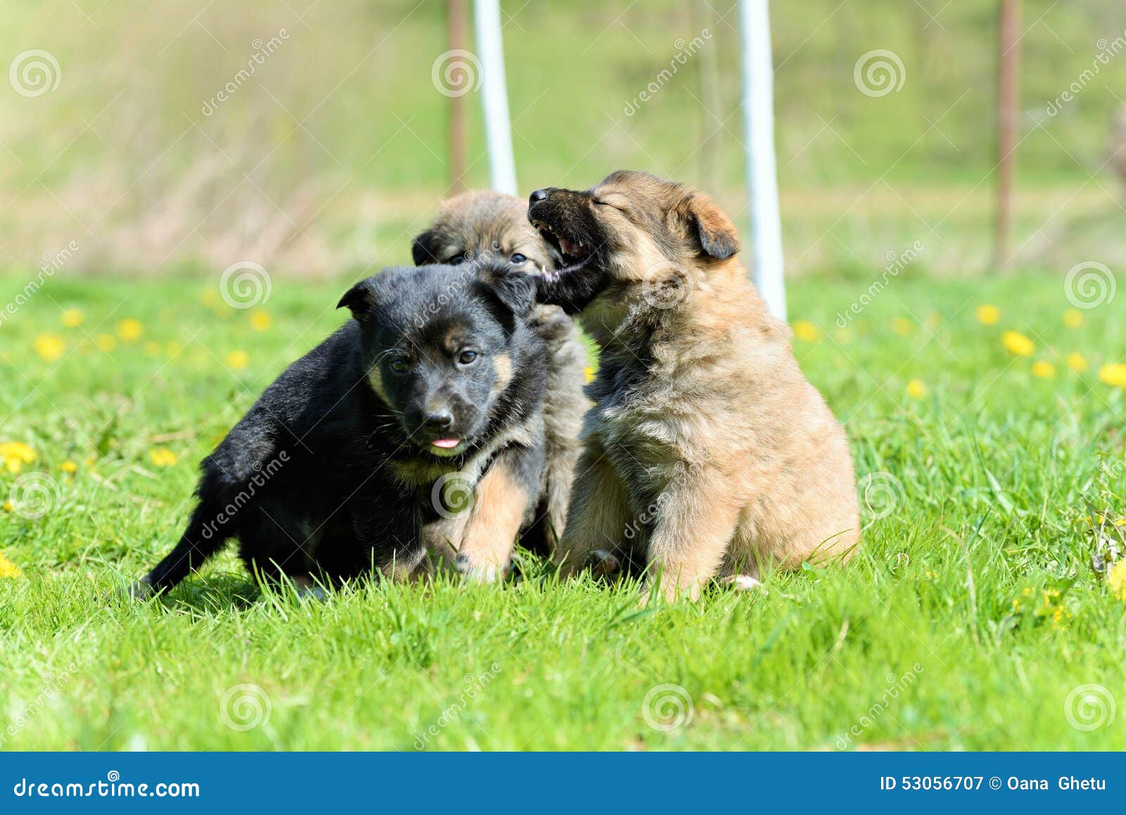 Young puppy stock image. Image of open, adorable, animals - 53056707