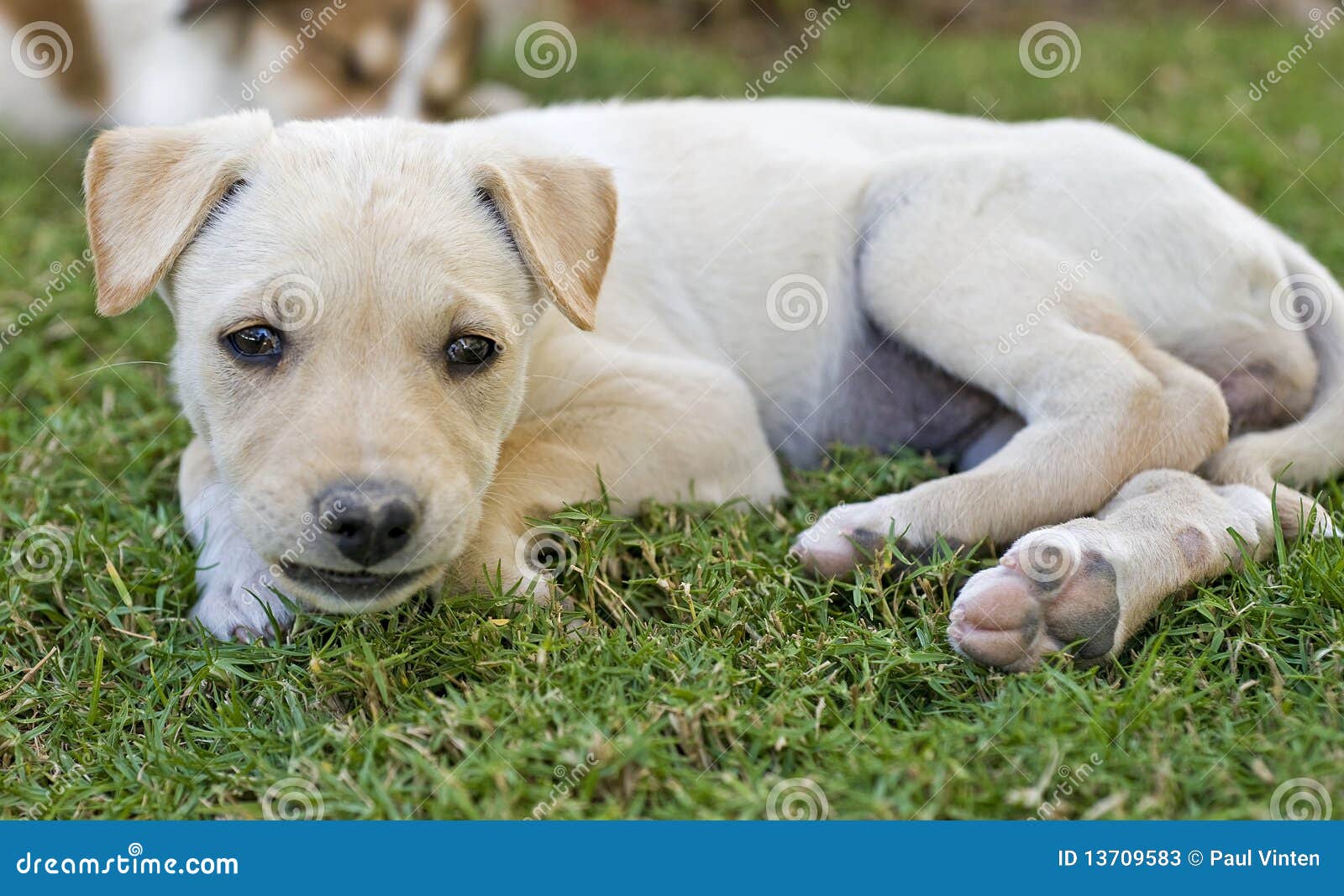 Young Puppy Lying in the Garden Stock Image - Image of floppy, cute ...