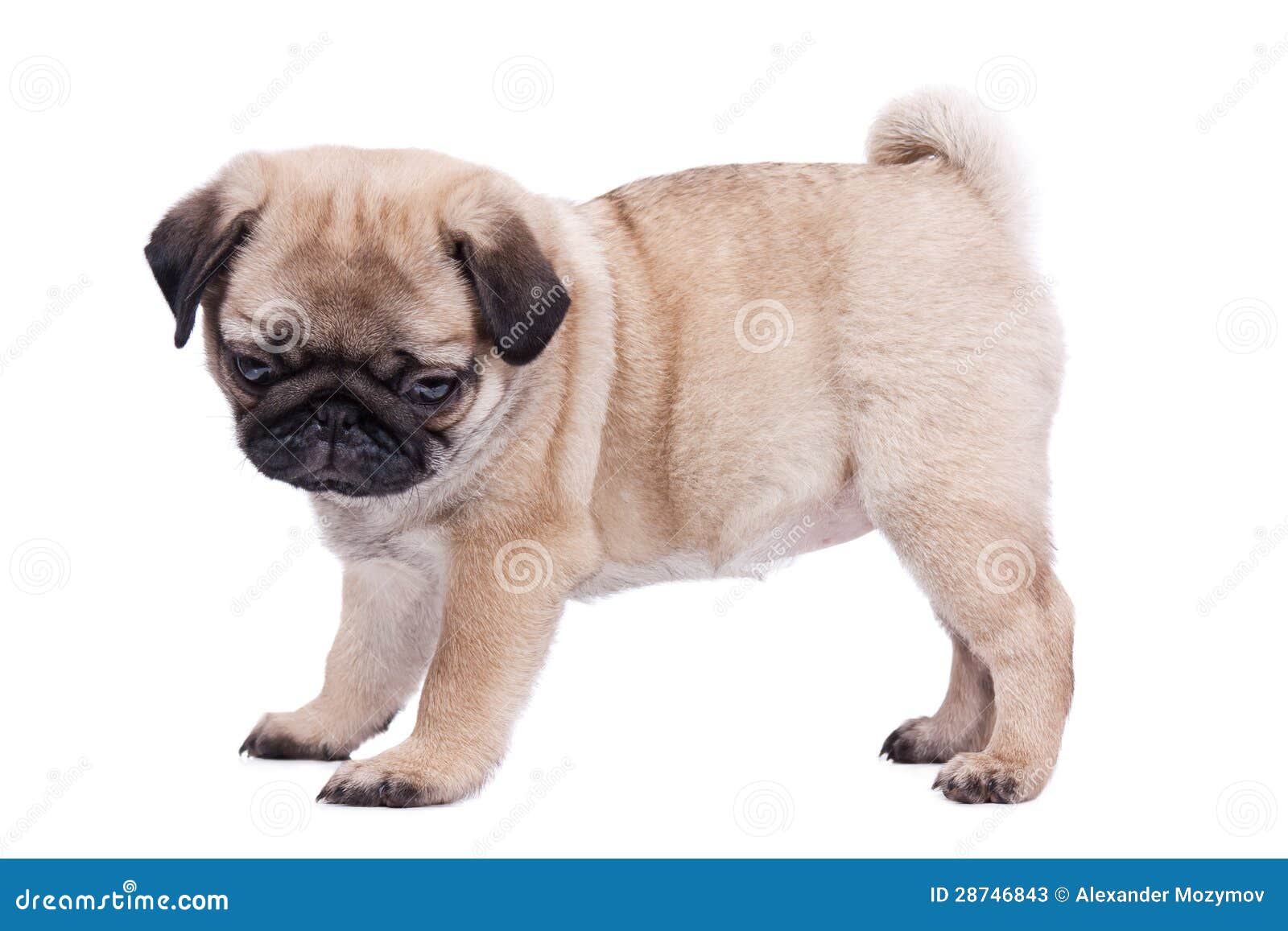 Young puppy pug stock image. Image of beige, closeup - 28746843